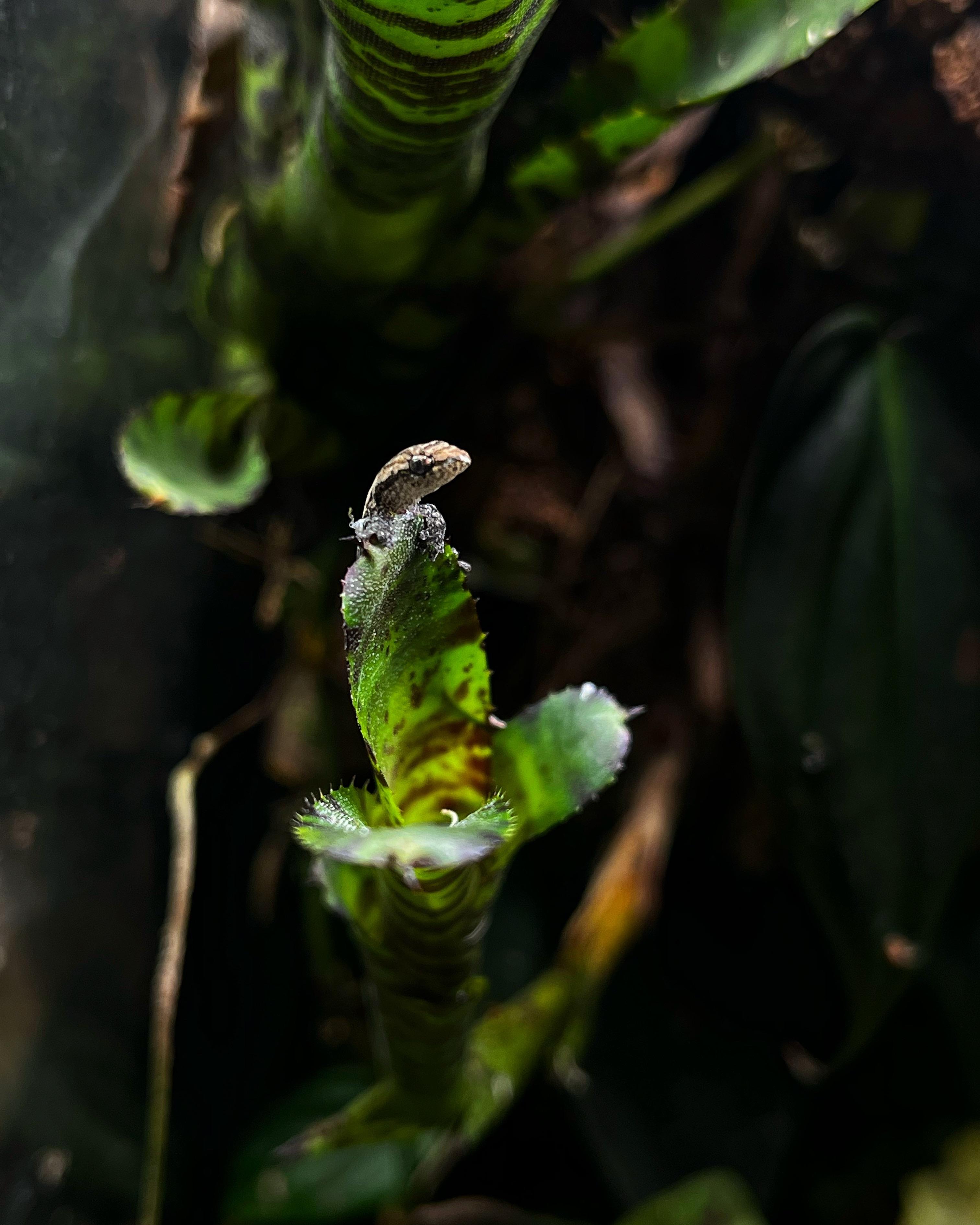 My mourning geckos n their setup | Scrolller