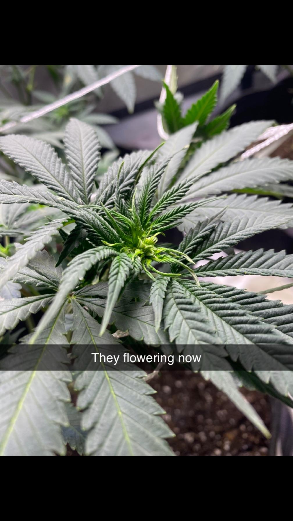 My First Ever Grow came out incredible (seed to harvest) | Scrolller