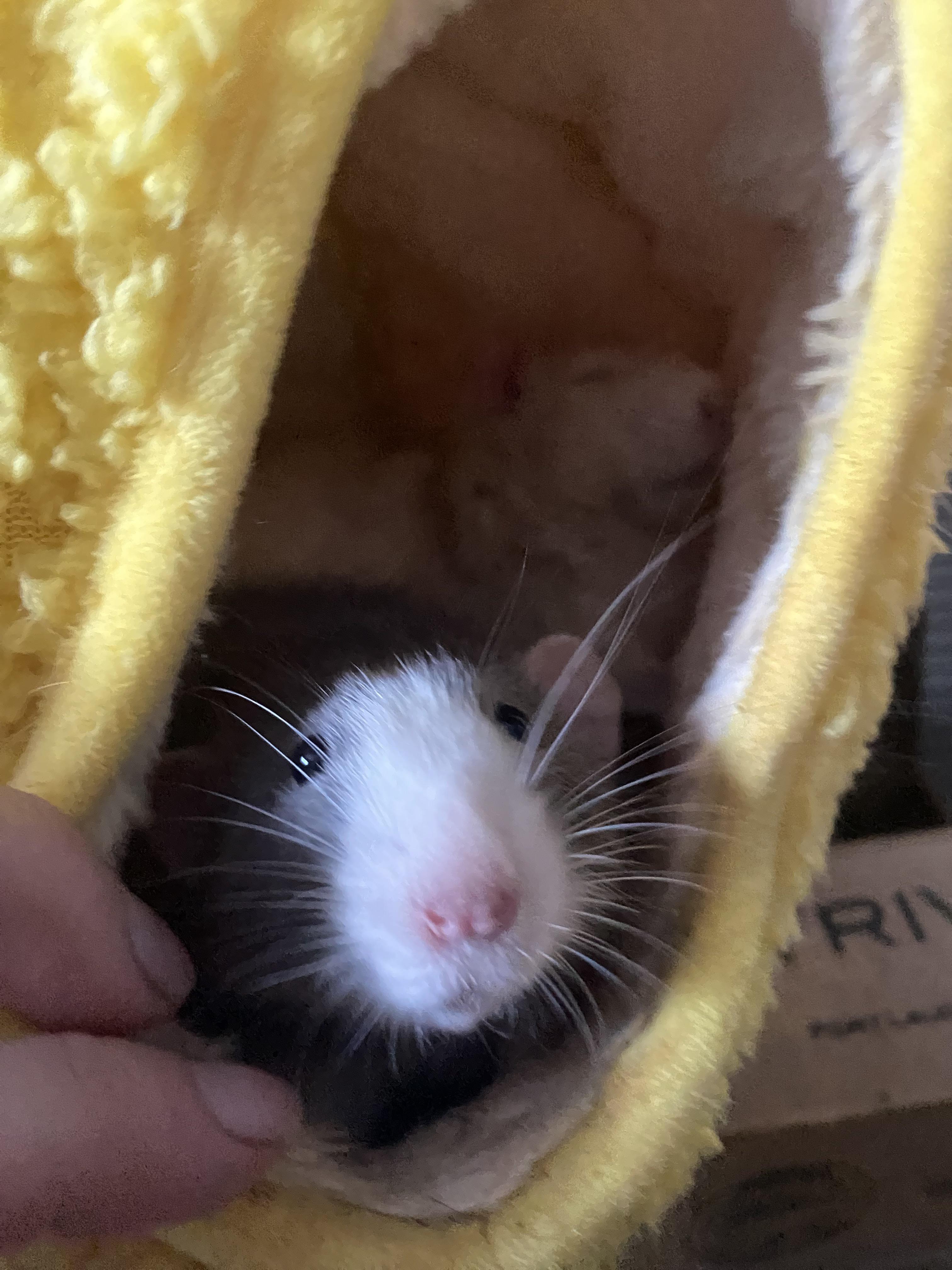 roast my fat rats | Scrolller