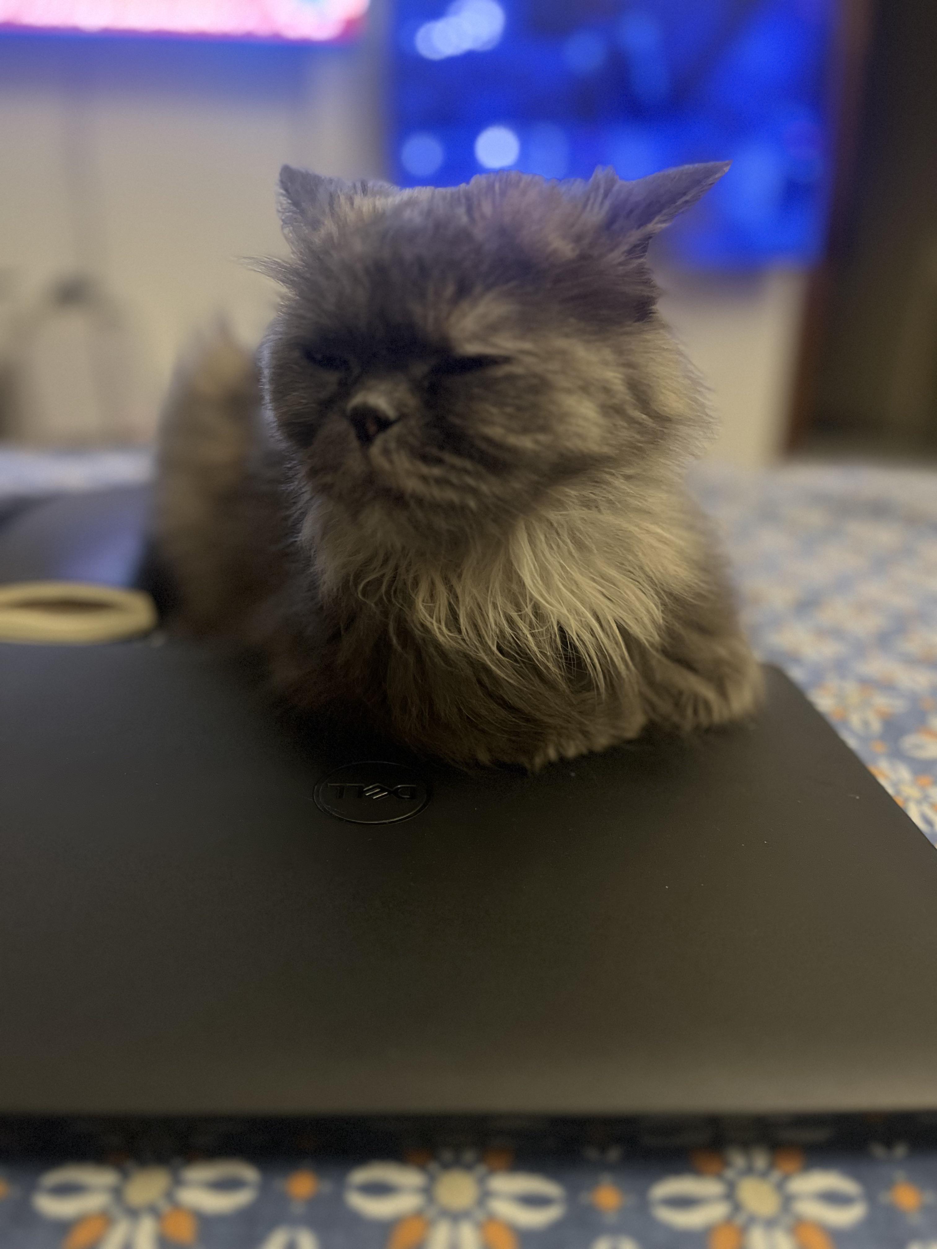 Laptop loaf | Scrolller