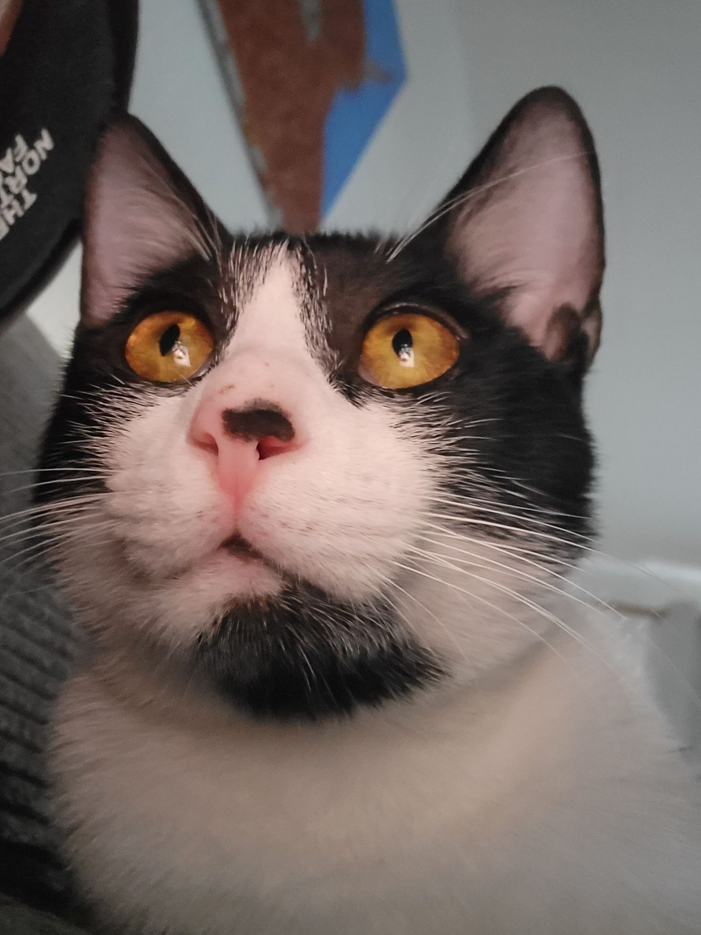 Meet Piglet! I know technically he is a mask and mantle and not a tuxedo but thought yous may ...