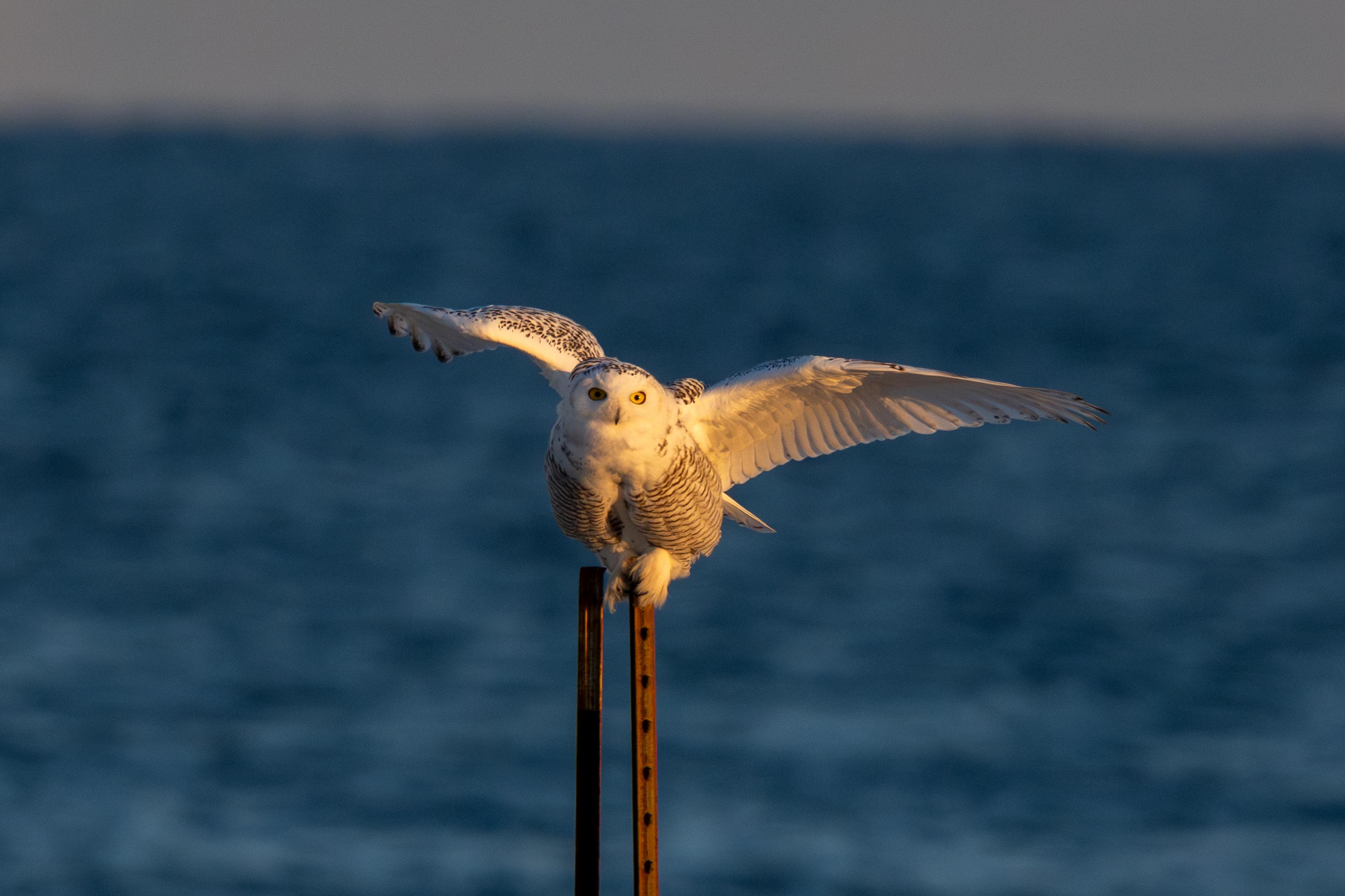 Snowy owl | Scrolller