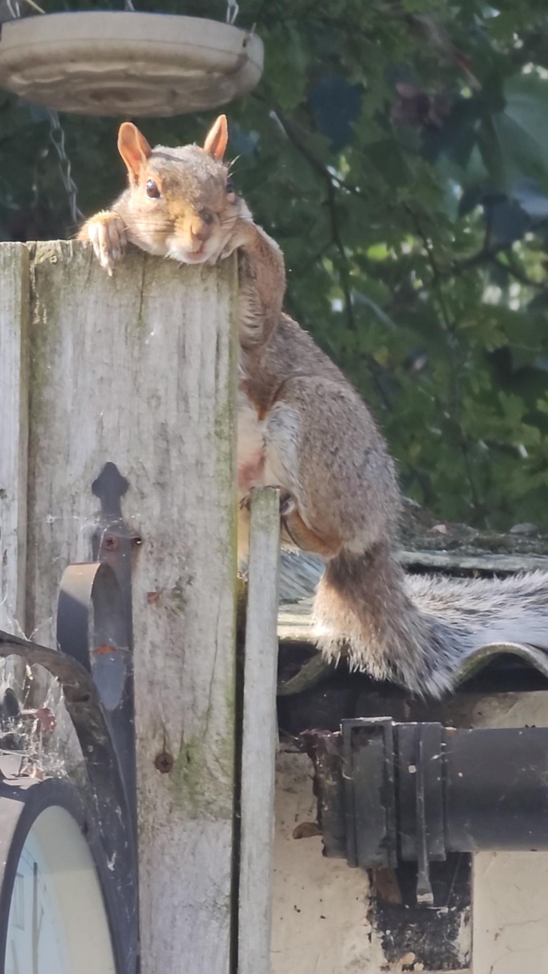 Samantha loves to pose beautifully in the sun whilst she waits for snacks | Scrolller