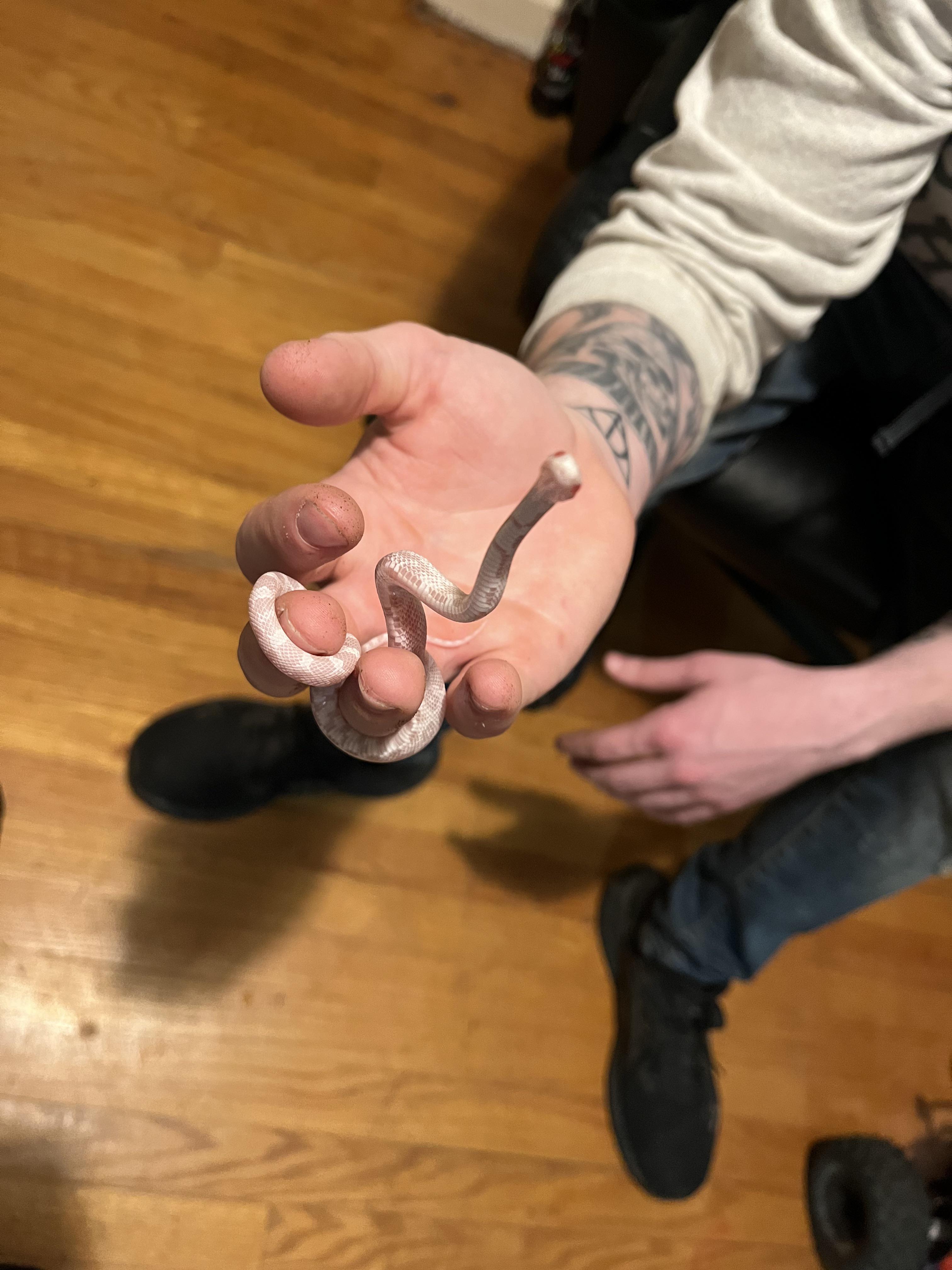 New danger noodle! My first snow corn snake Lily | Scrolller