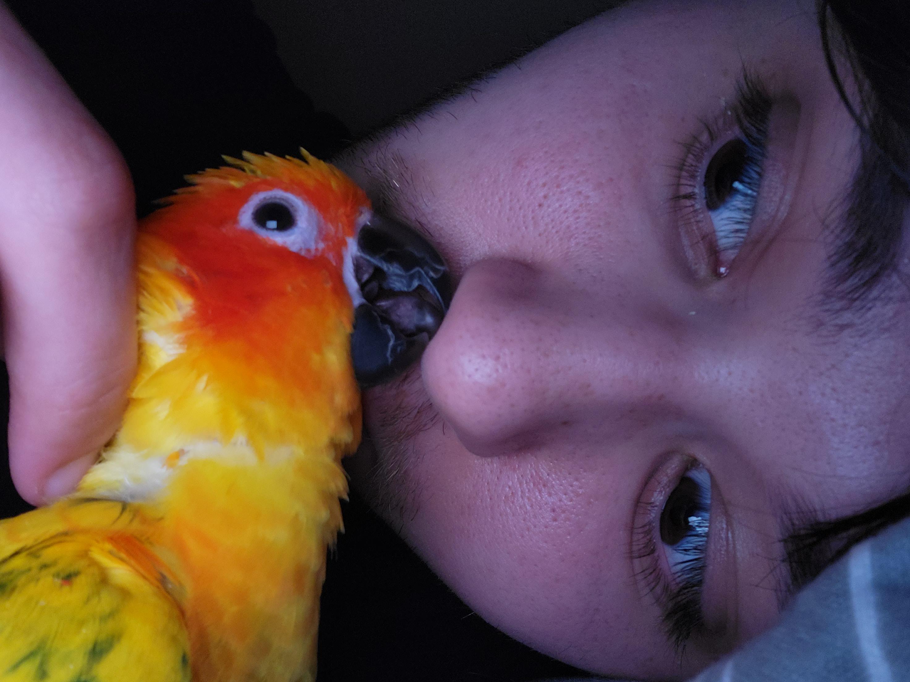 Discover more like Parrots: Goober keeps tryna get up my nose and Related Content | Scrolller
