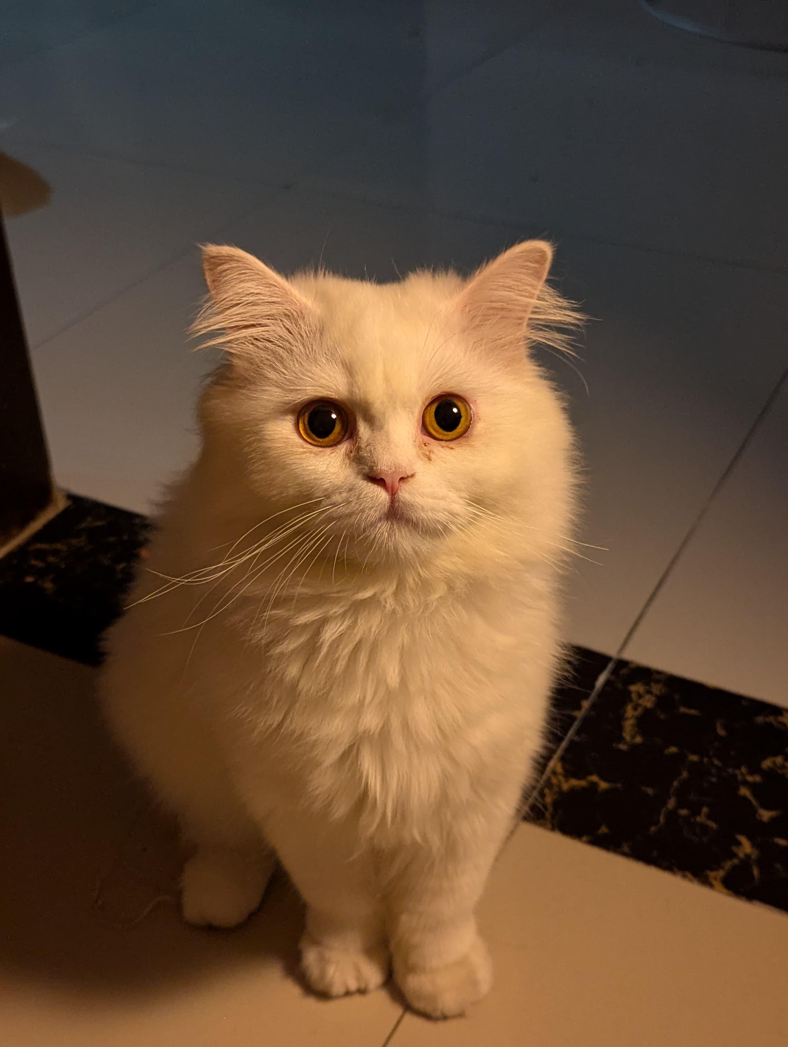 Mr Theodore | Scrolller