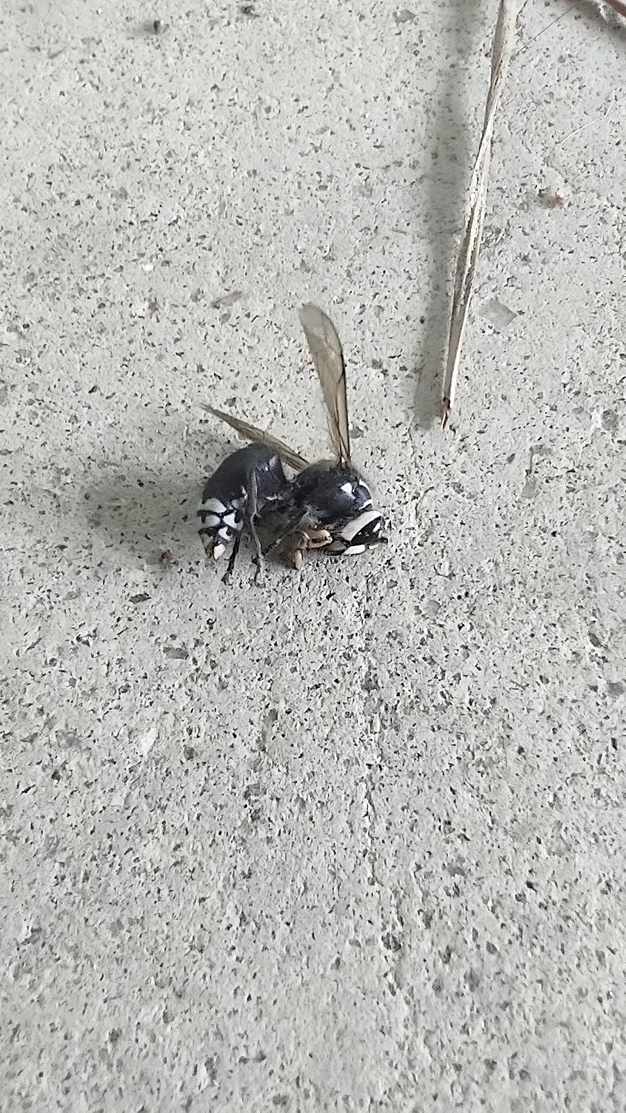 Rat bastard | Scrolller