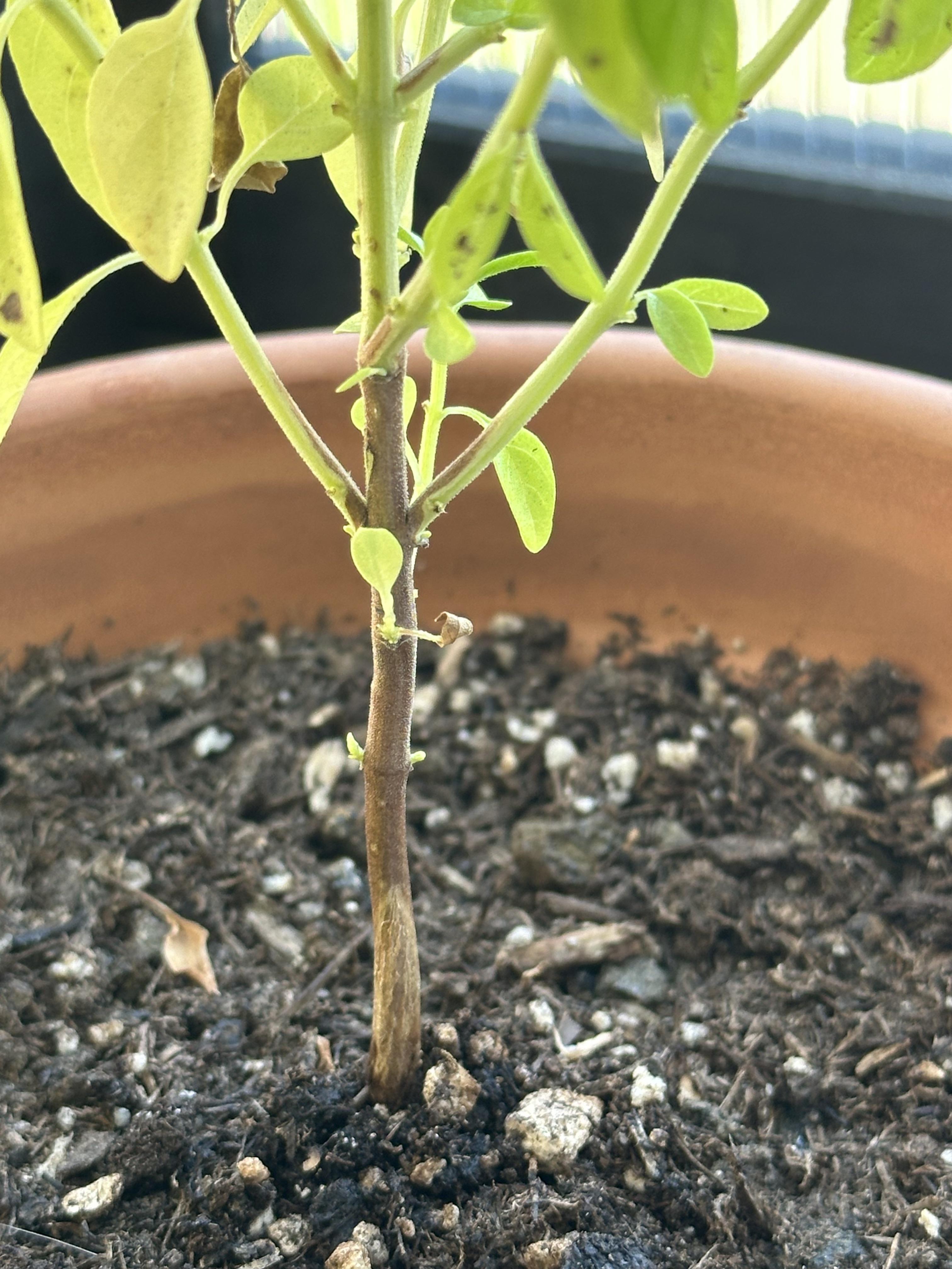 Discover more like Gardening: What’s wrong with my Greek basil? and Related Content | Scrolller