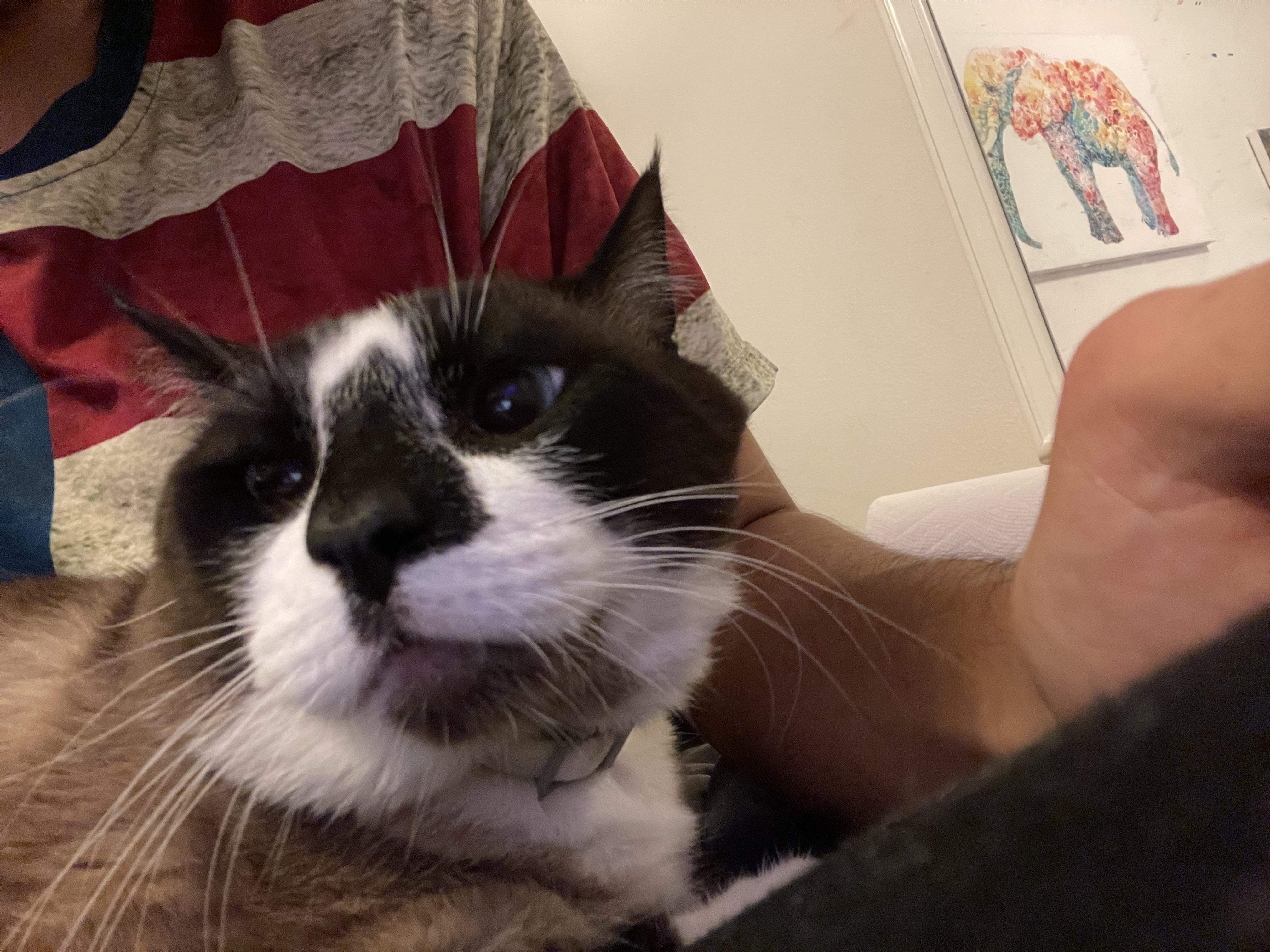 This guys been showing up on my porch! | Scrolller