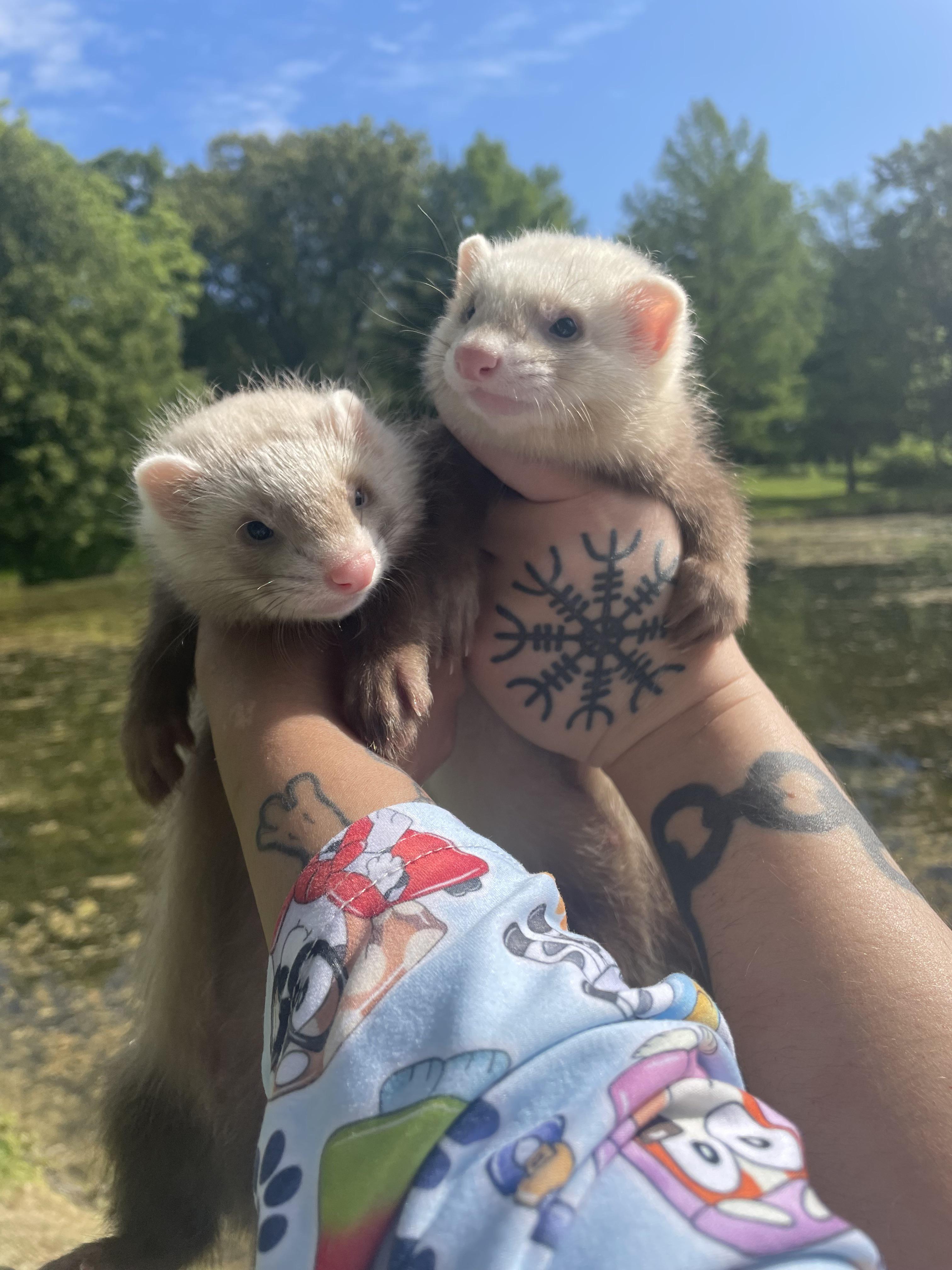 Kits, Arlo and Rowan | Scrolller