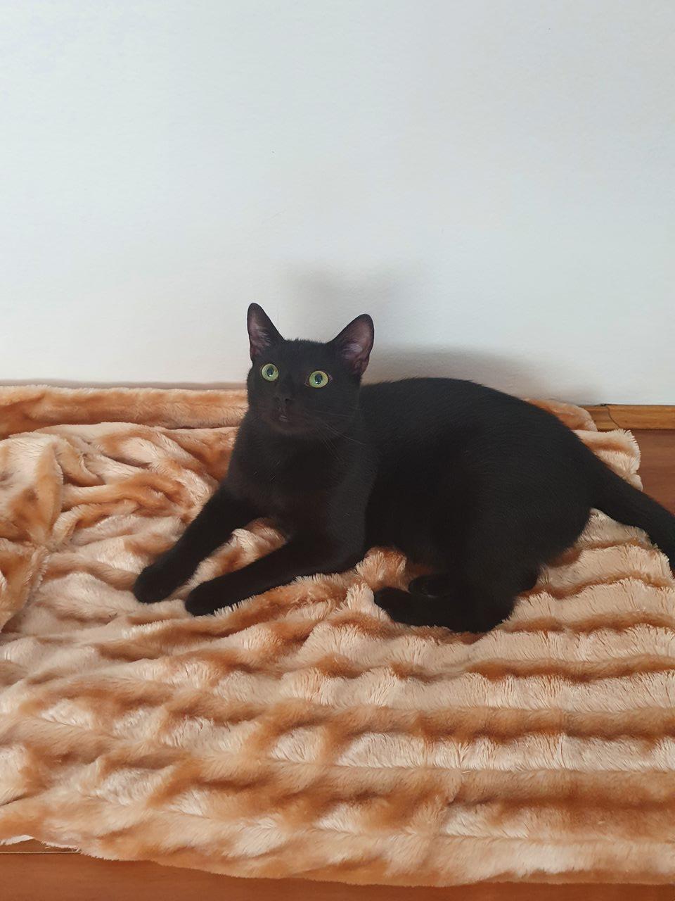 Faces of my little Void | Scrolller