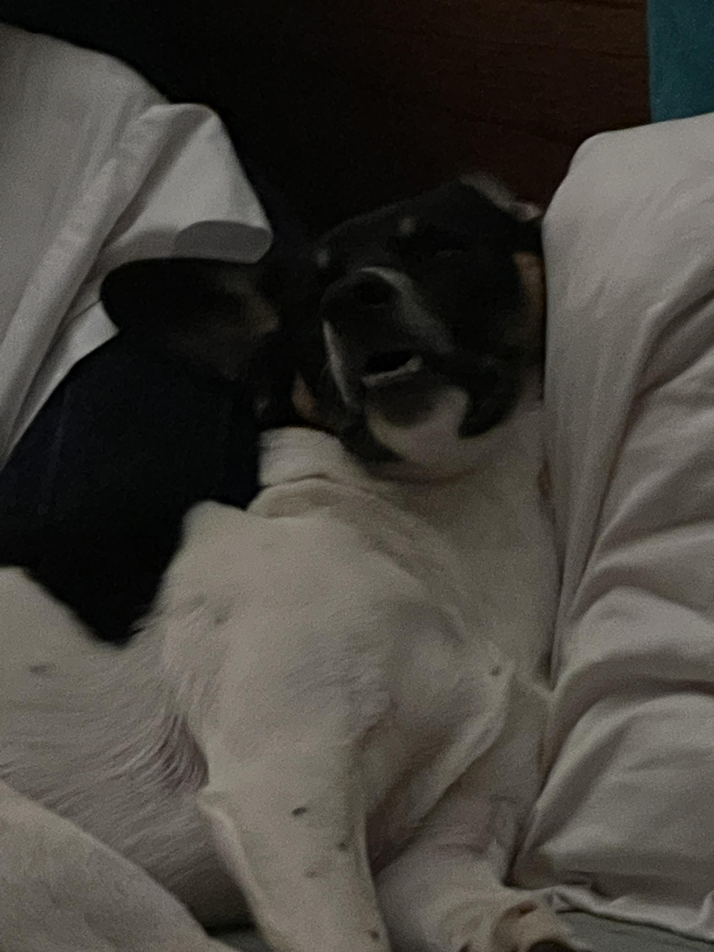 Discover more like Aww: (OC) Happy 1st birthday to my silly little pup Bruce the Goose! and ...