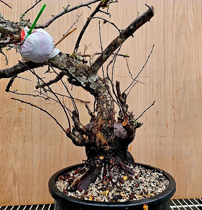 Crabapple work | Scrolller