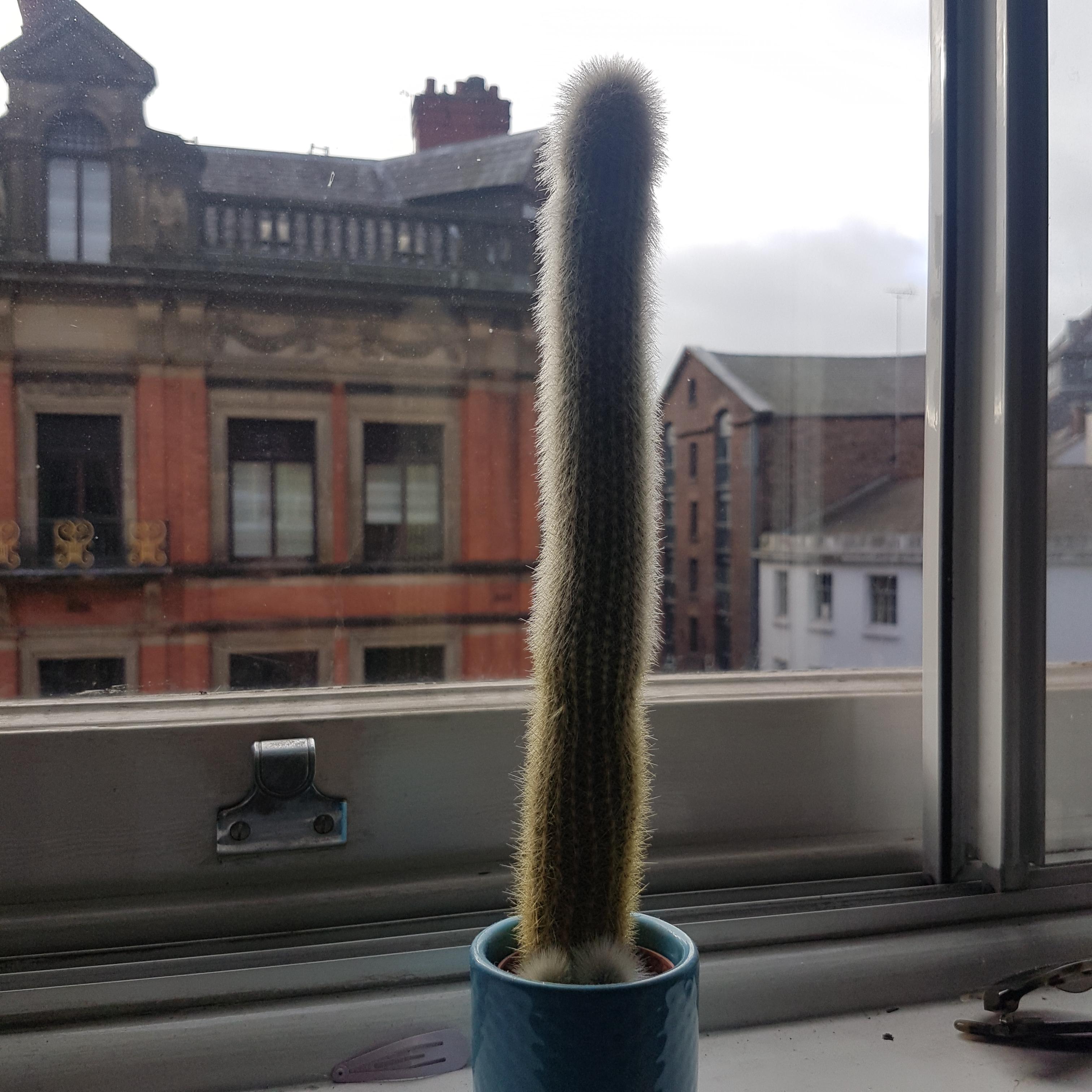Cactus with two small furry cacti | Scrolller