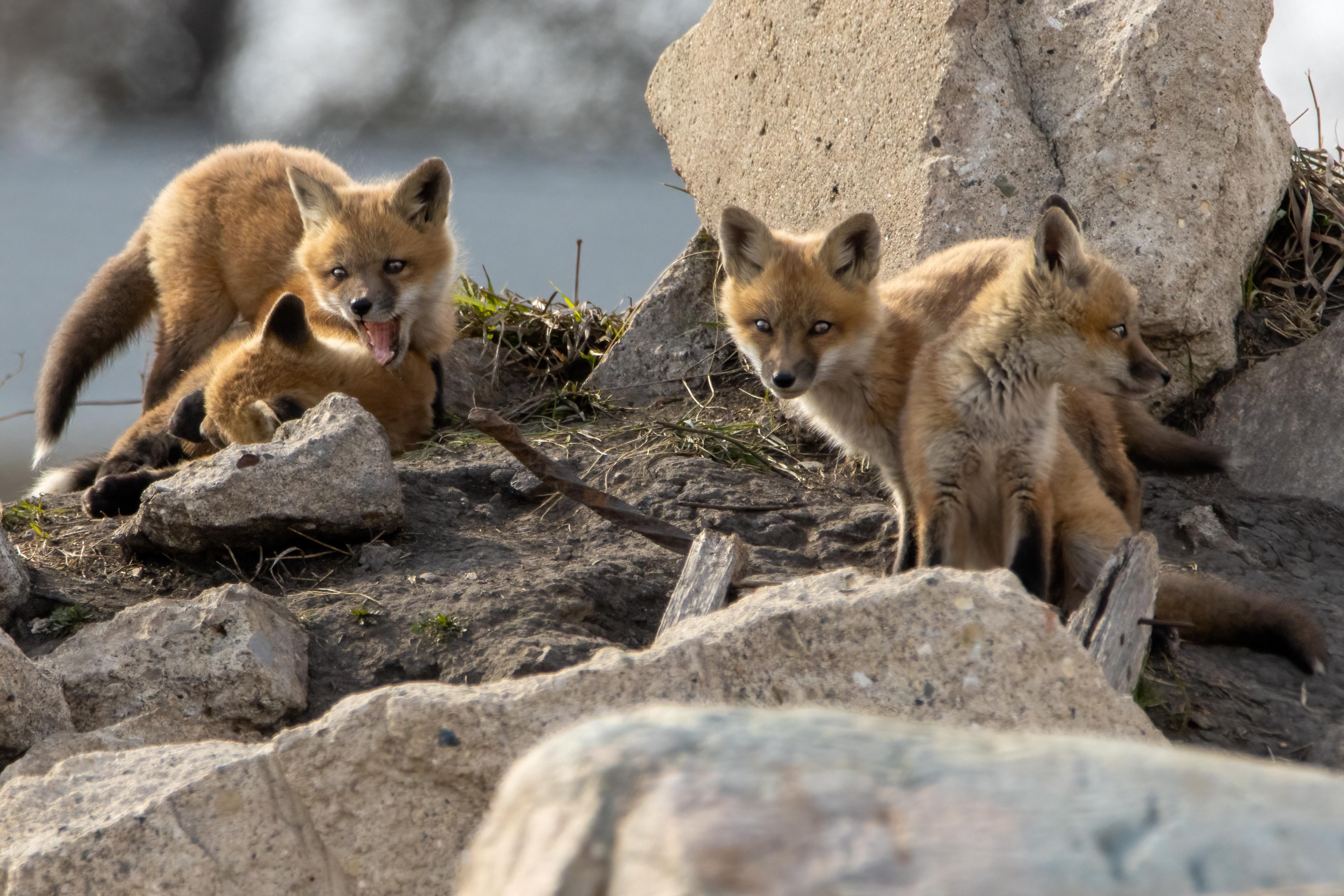 Fox Kits, Central Iowa | Scrolller