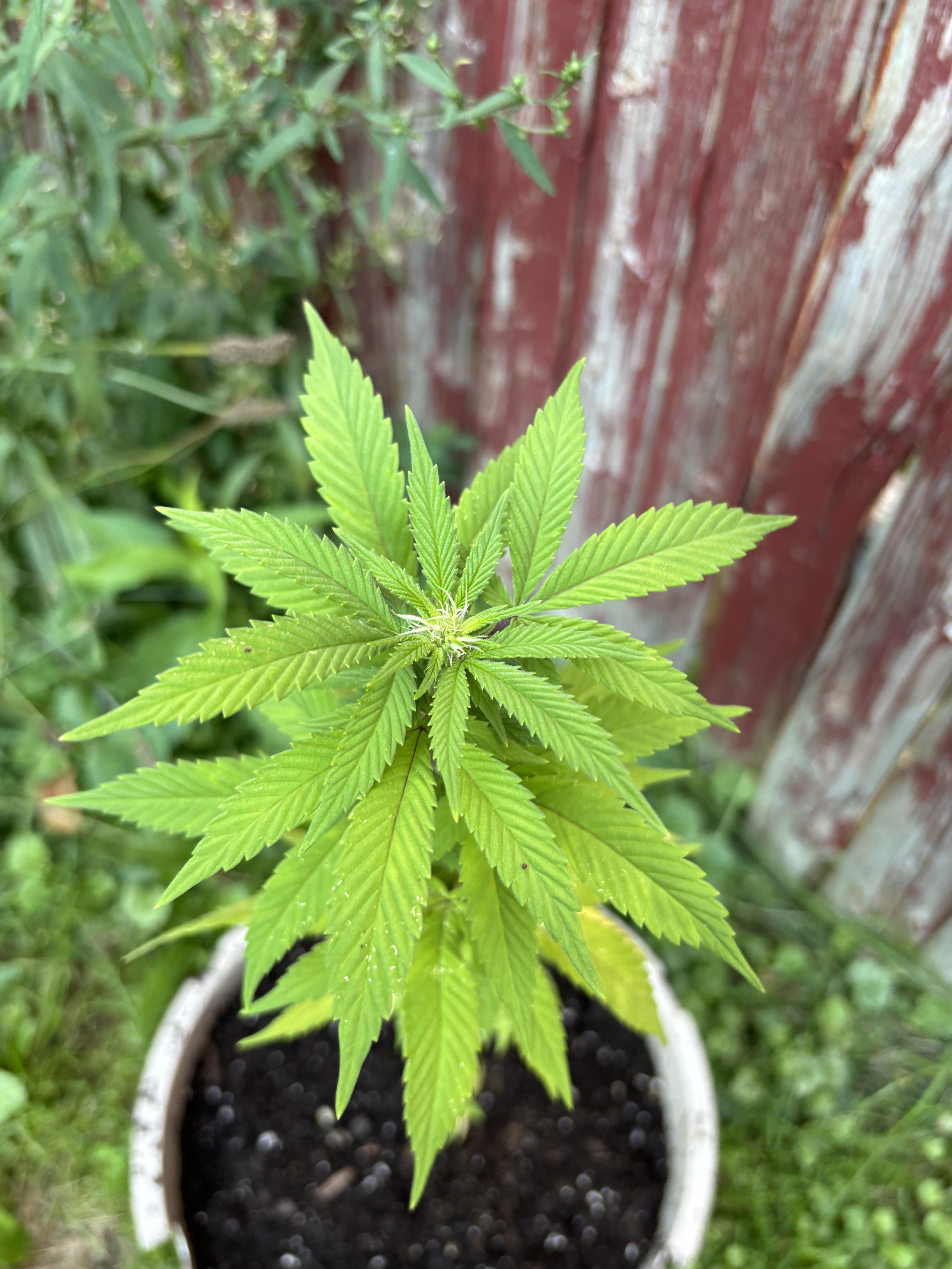 New grower Upstate NY | Scrolller