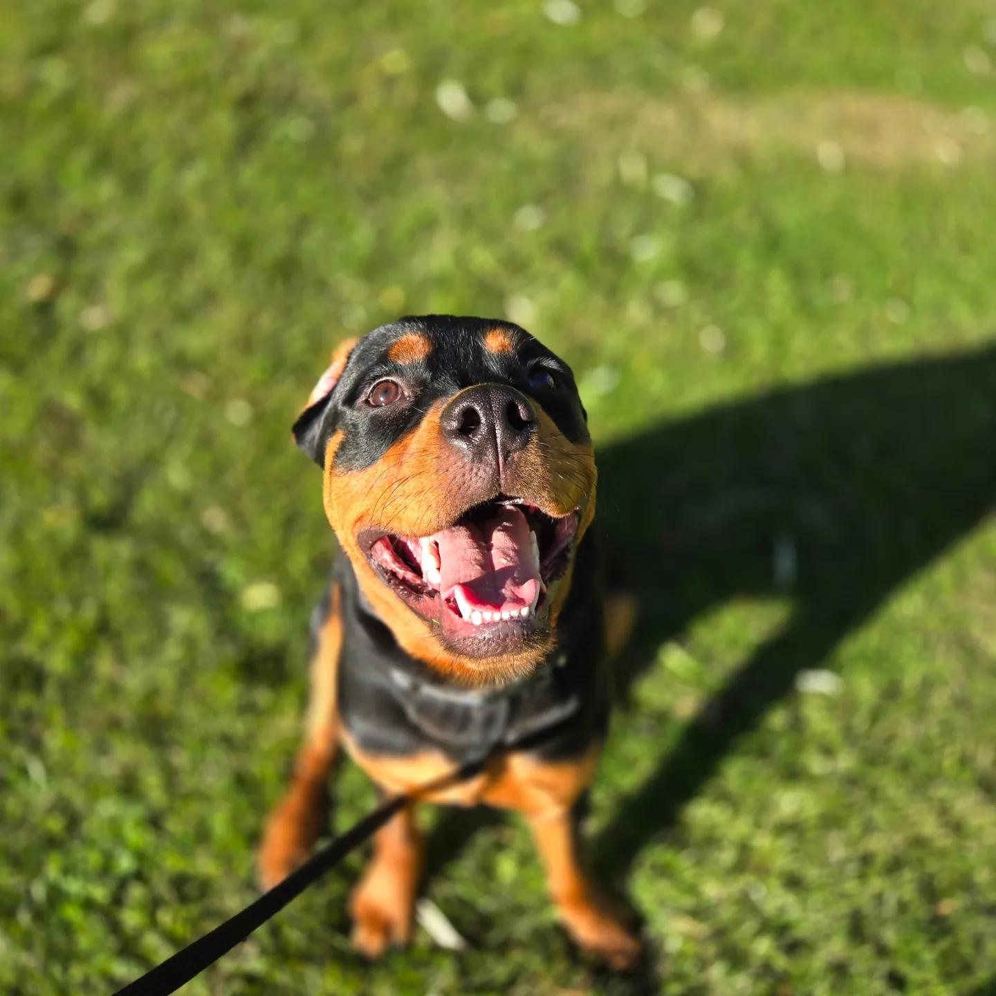 Apollo is officially 1 year! | Scrolller