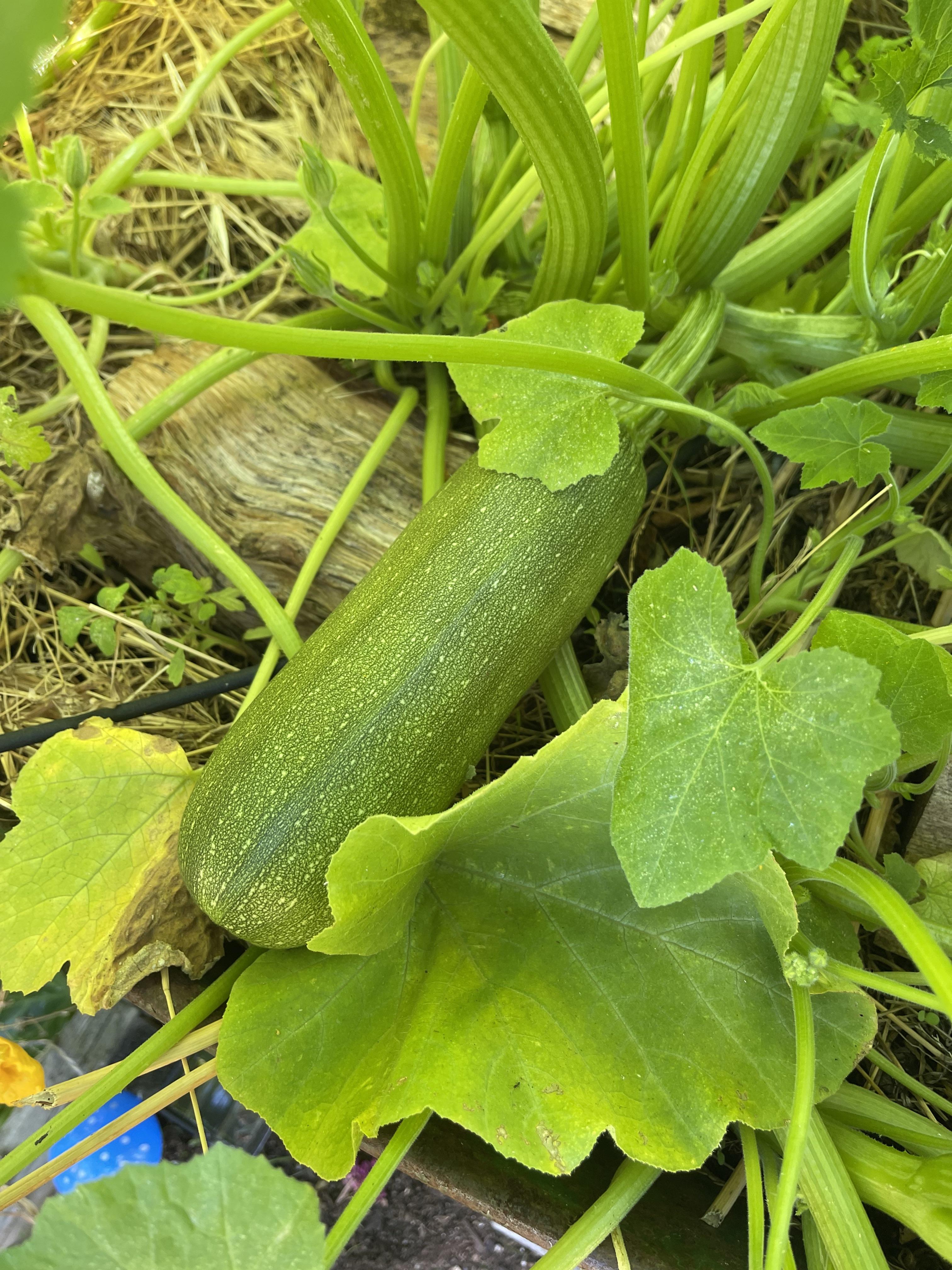 What type of squash is this? | Scrolller