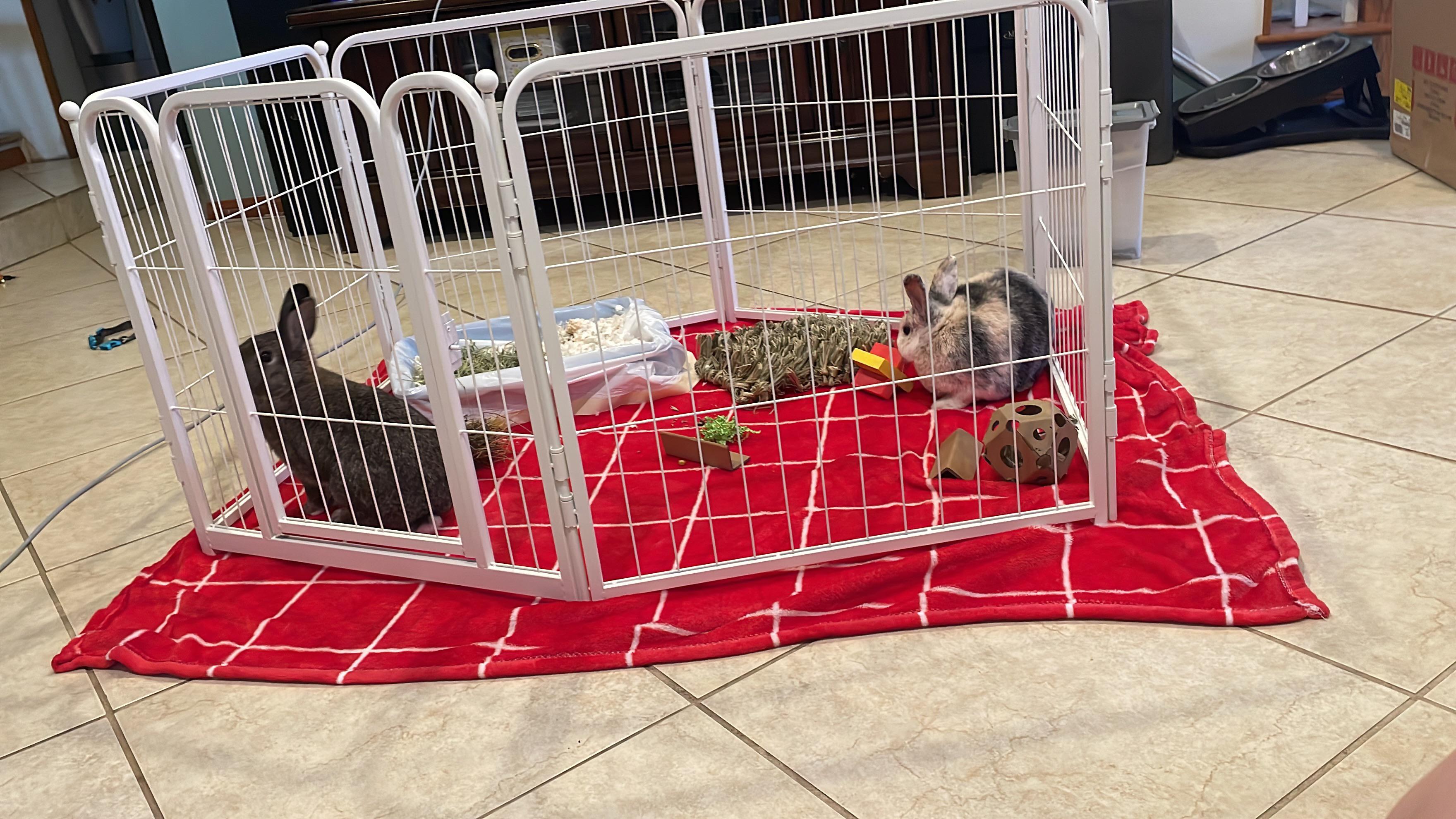 Bunny bonding | Scrolller