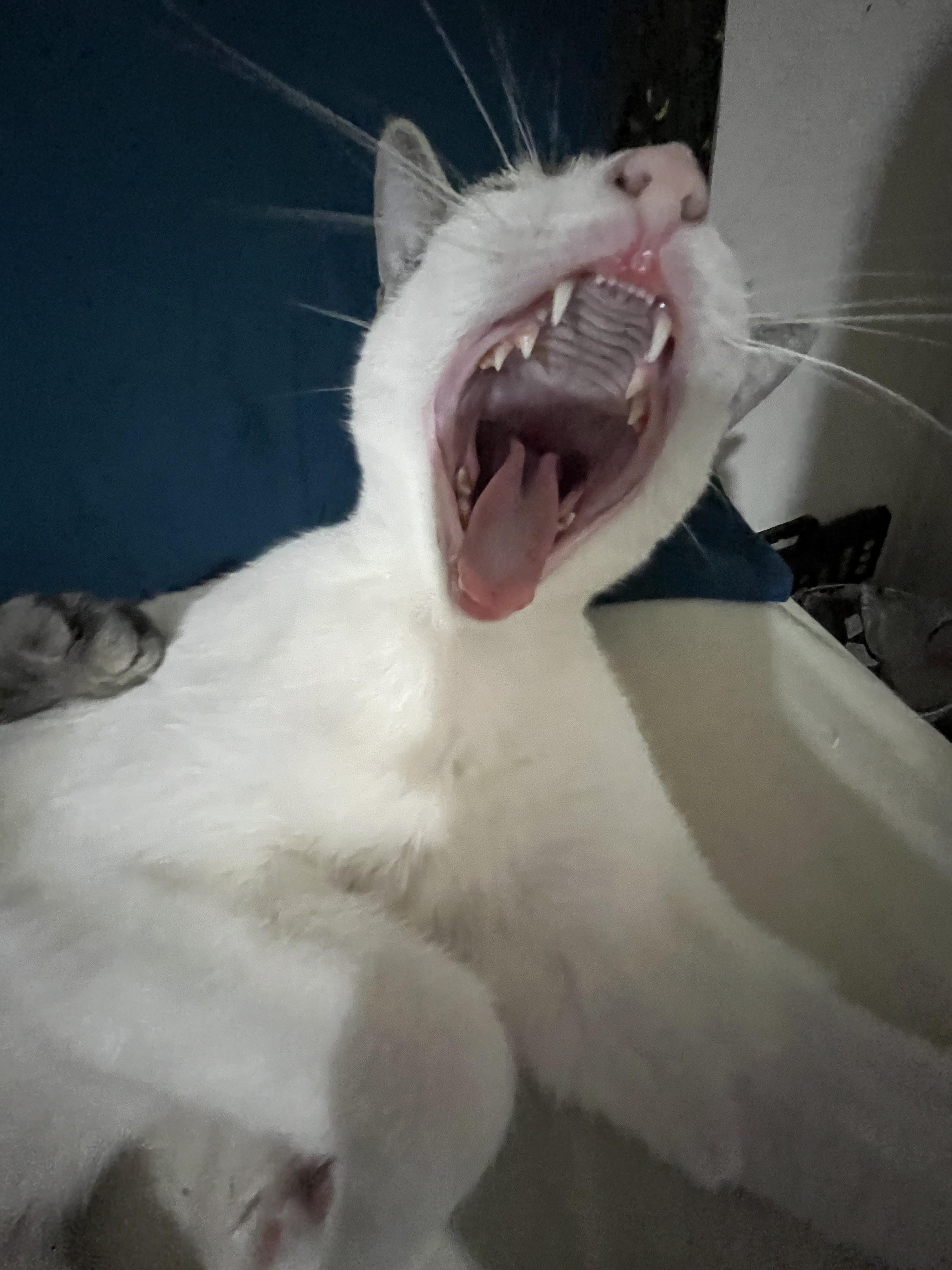 Big yawn 🥱 | Scrolller