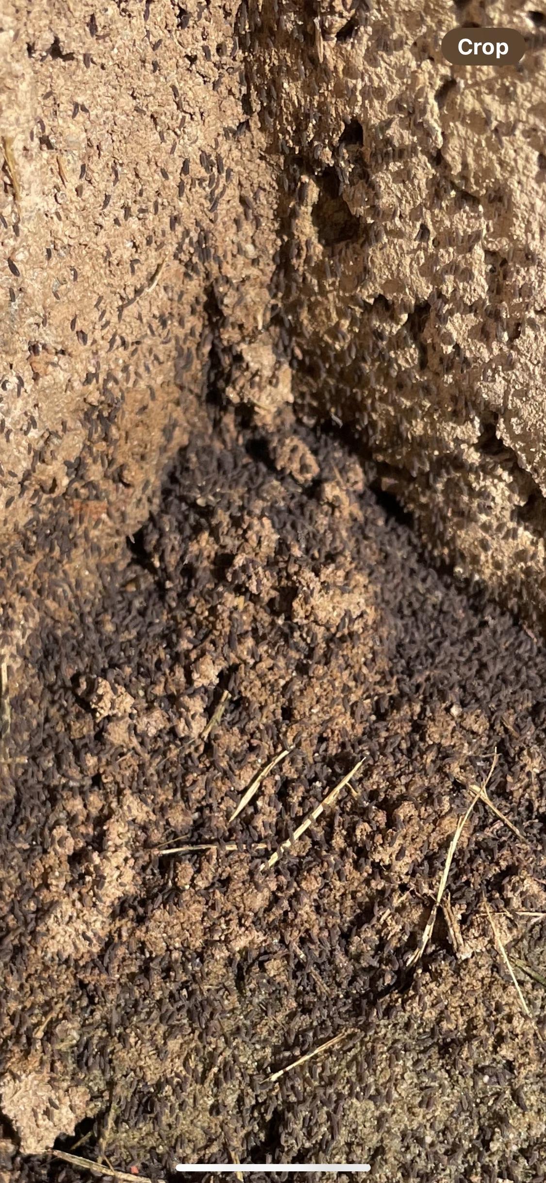 What are these tiny bugs? | Scrolller