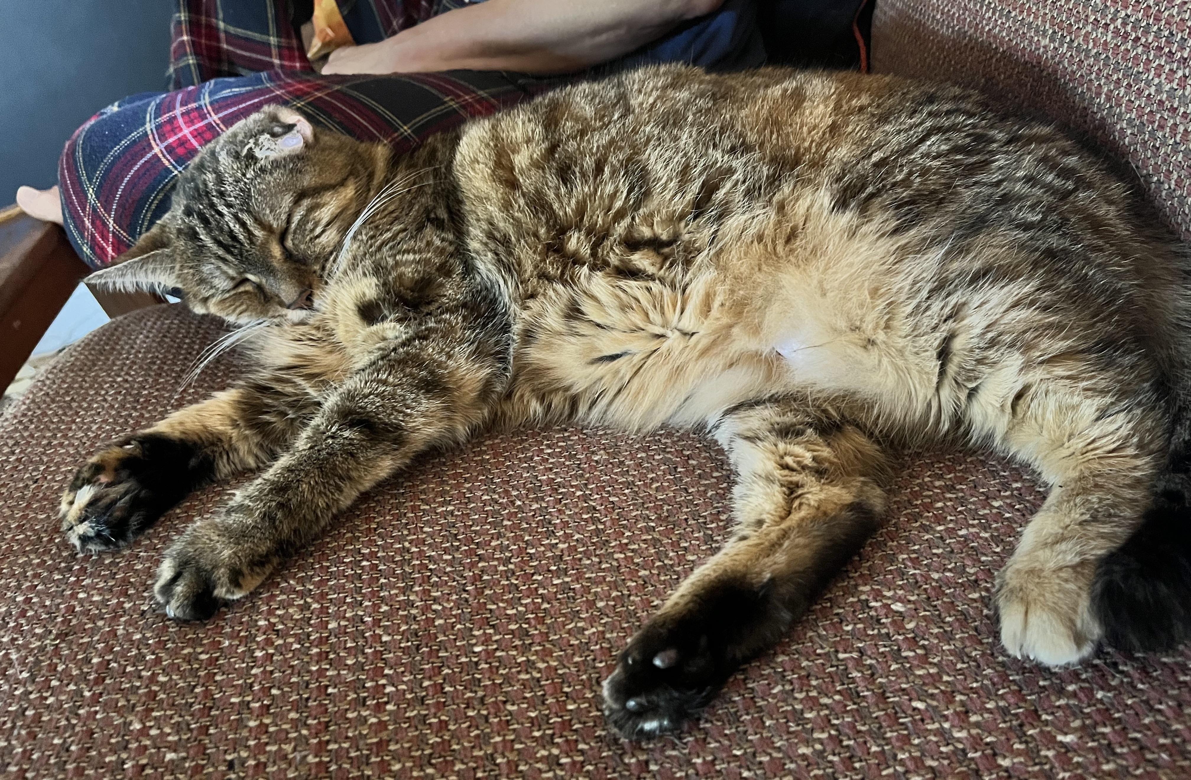 Peaches fluffy belly | Scrolller