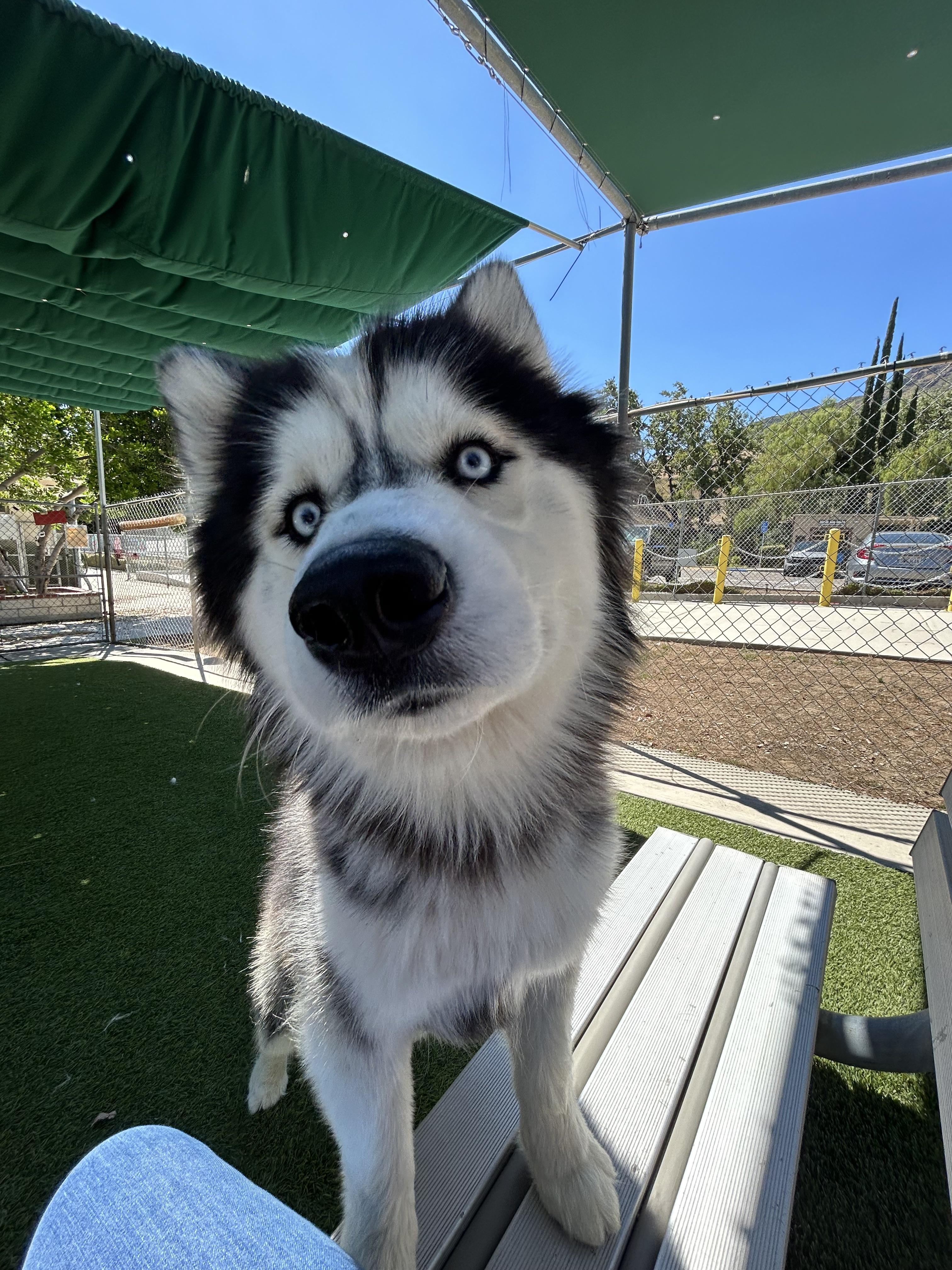 Apollo☀️ and Luna 🌙, a bonded pair of huskies | Scrolller