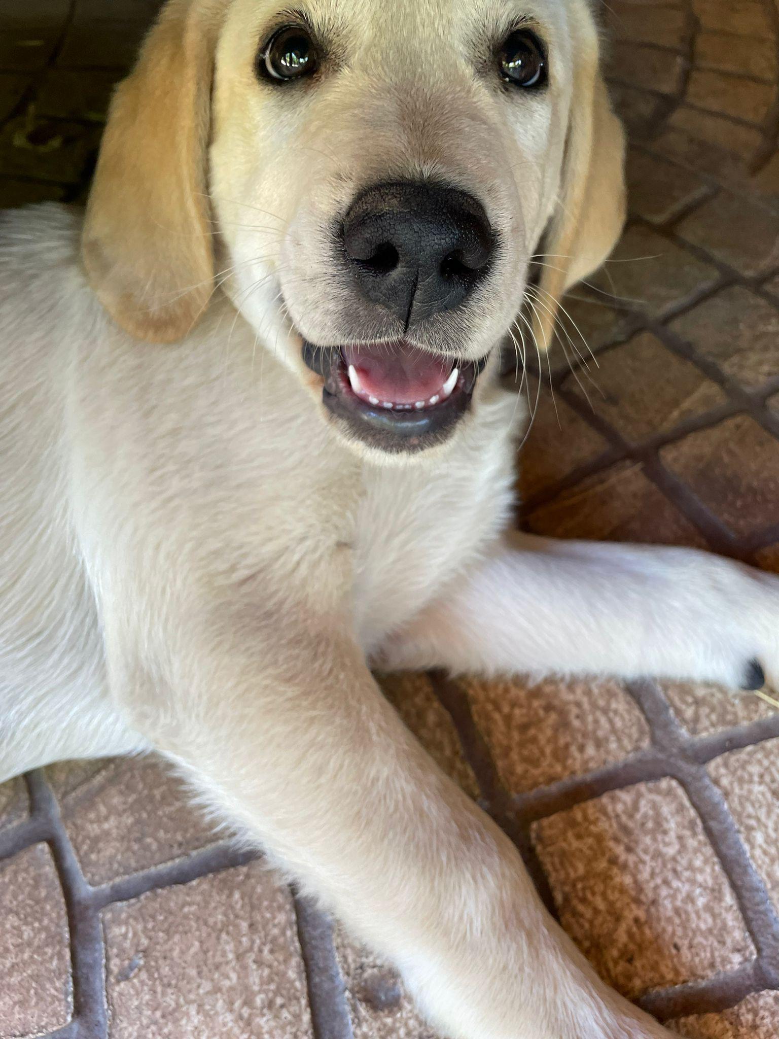 [OC] Meet Tommy, the best boi in town | Scrolller