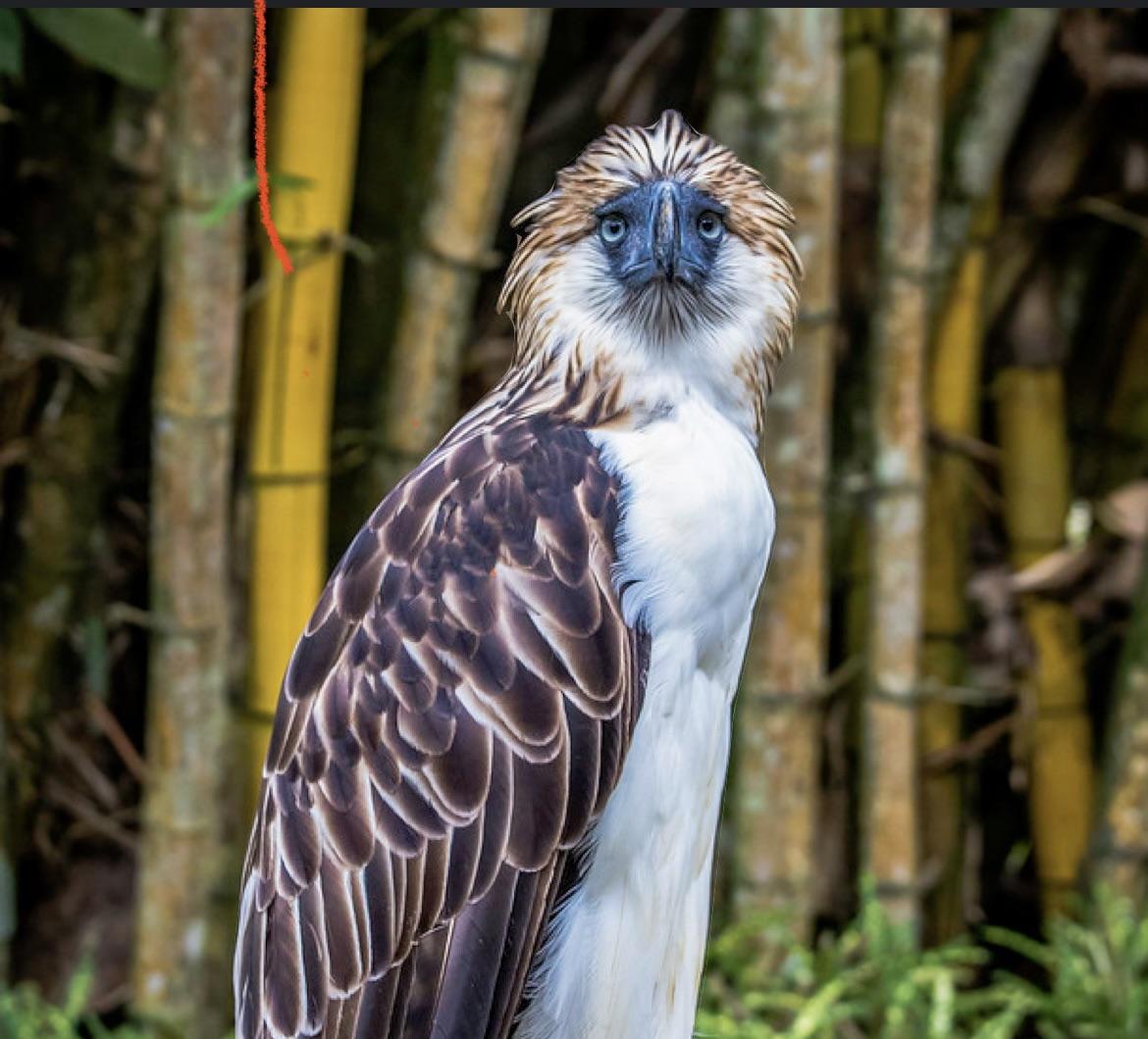 Philippine Eagle | Scrolller