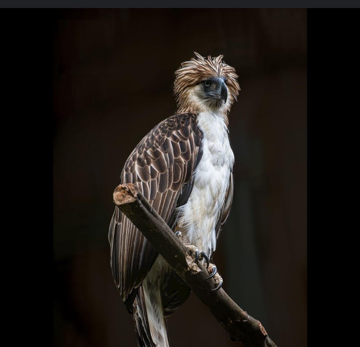 Philippine Eagle | Scrolller