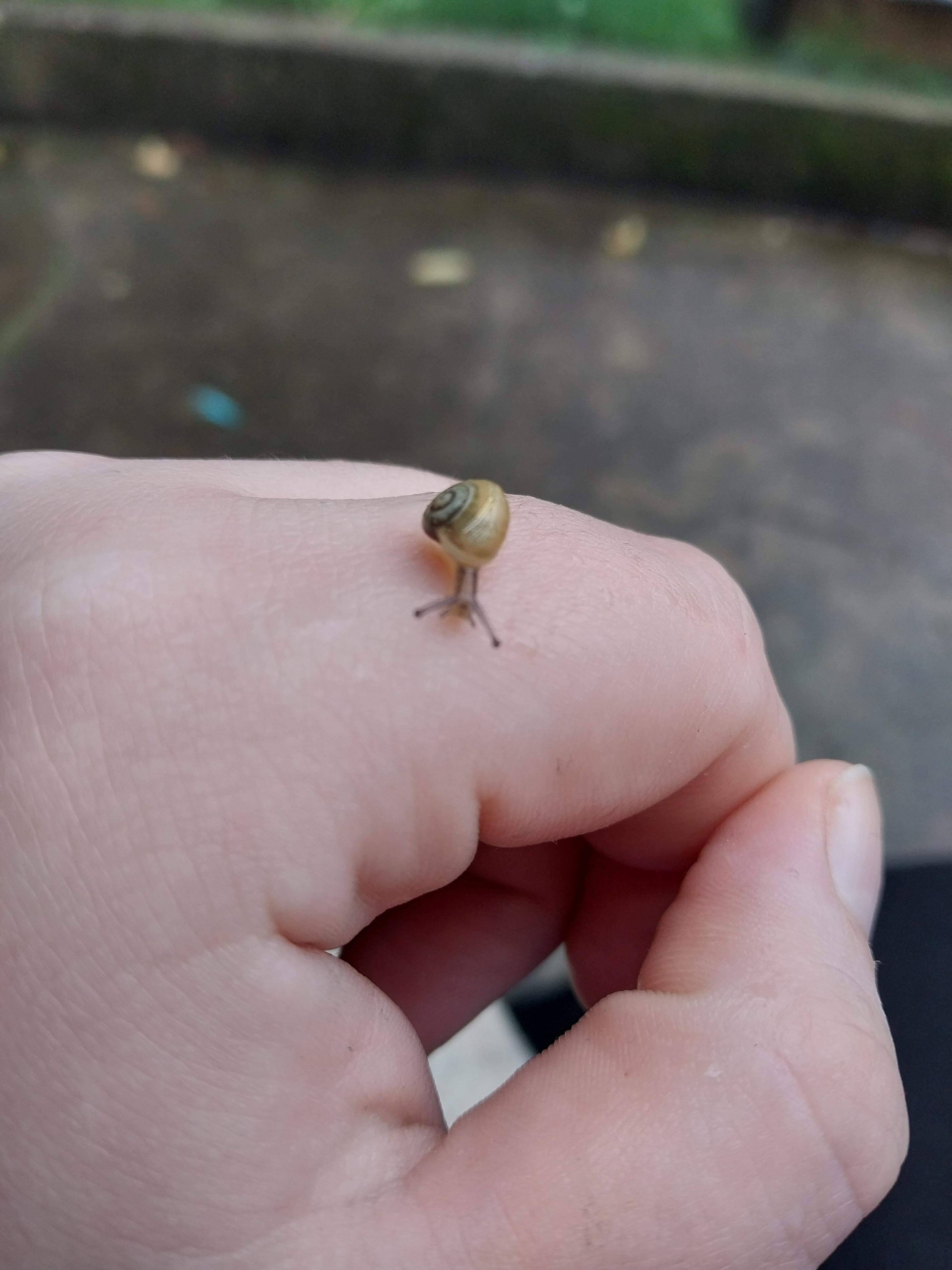Tiny snail | Scrolller