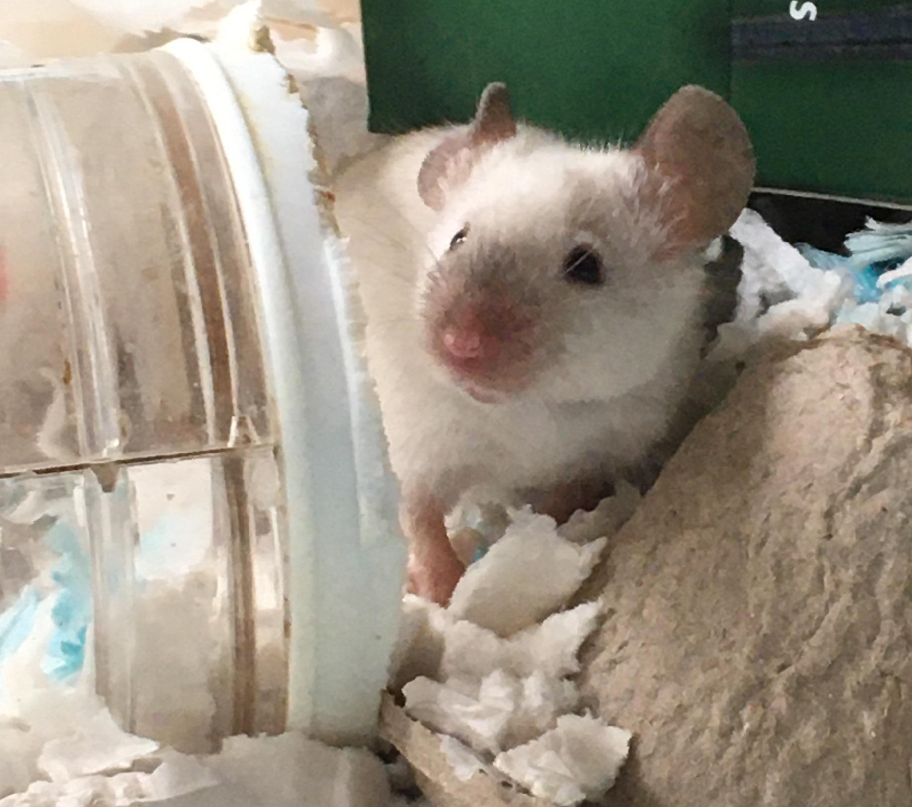 Discover more like PetMice: Name suggestions for these cuties?? (Girls) and Related Content ...