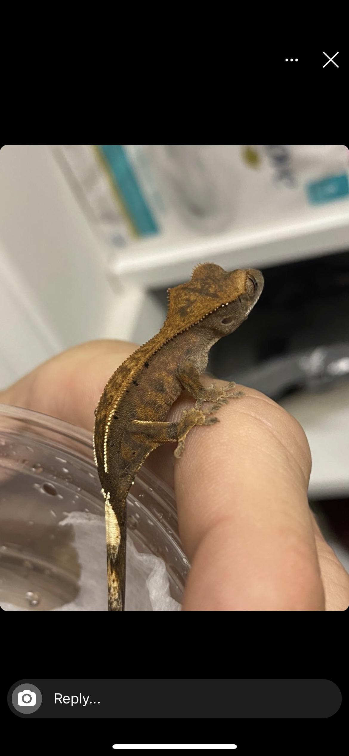 Morph Help? | Scrolller