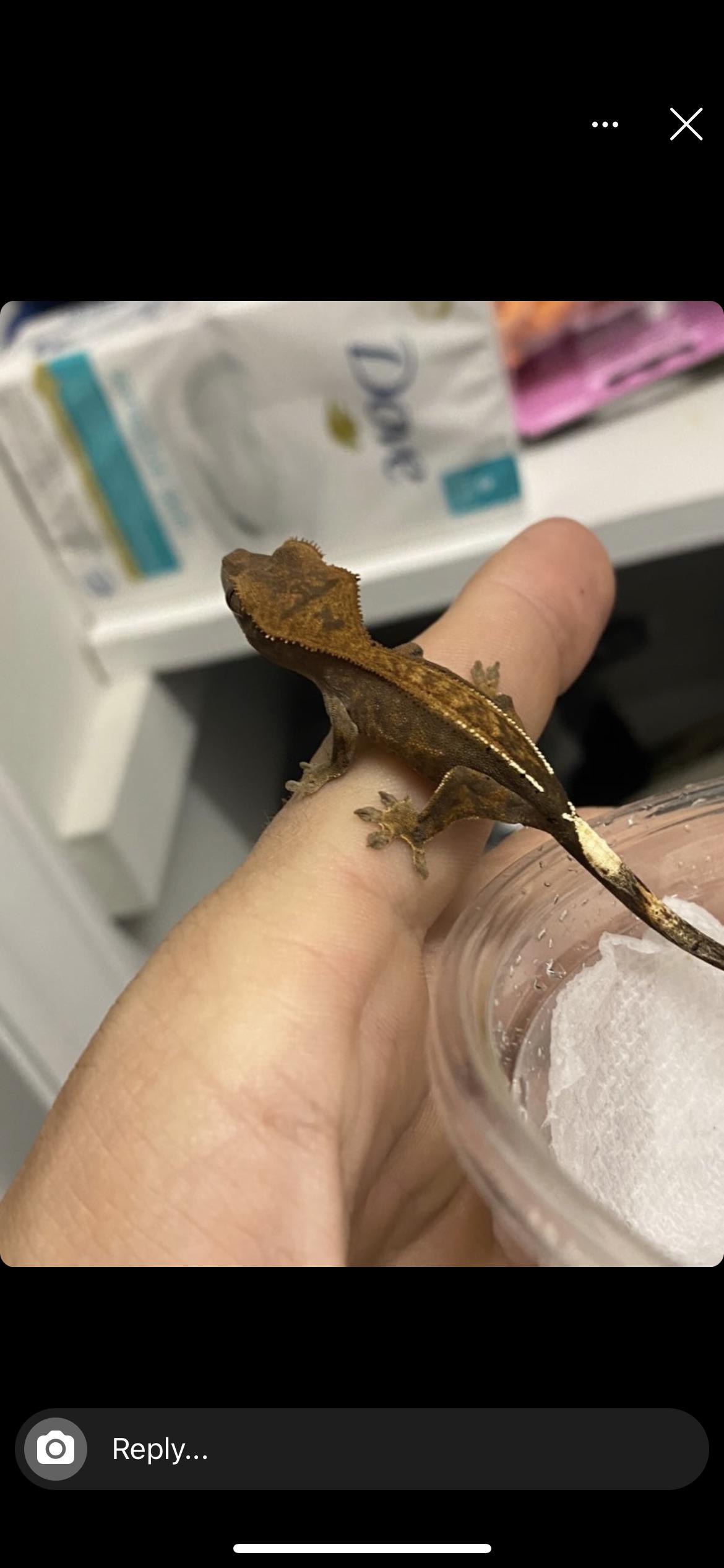 Morph Help? | Scrolller