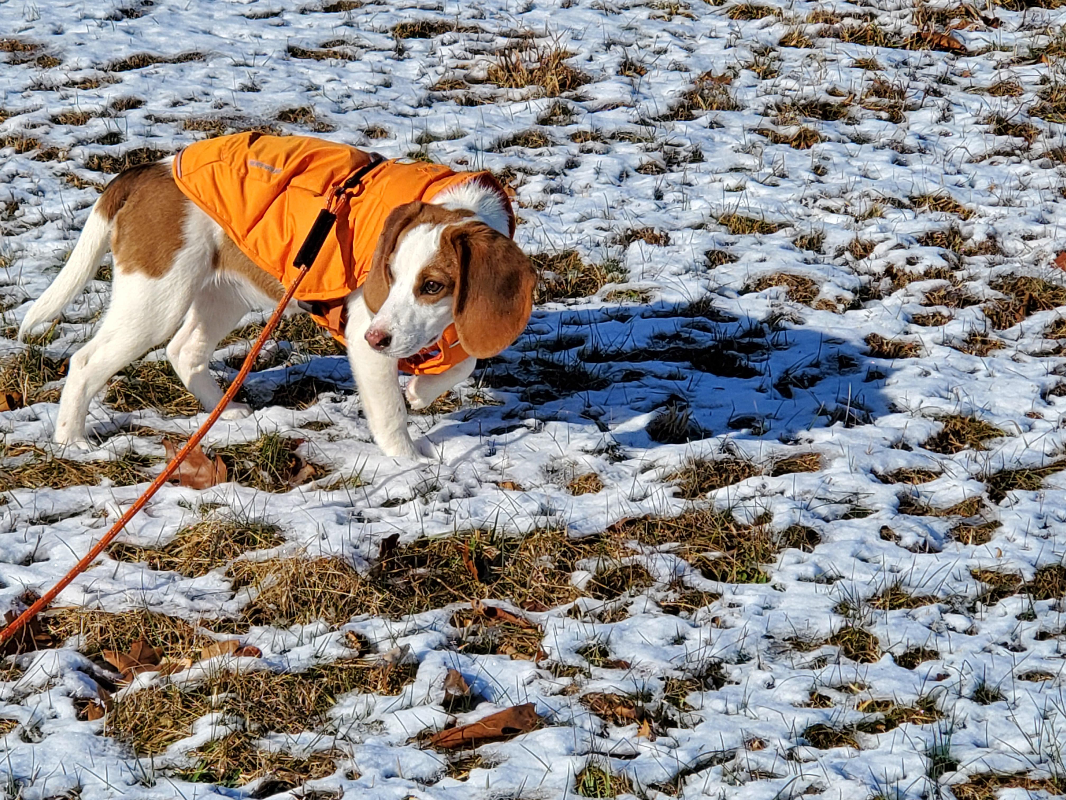 Lizzy out field walking | Scrolller