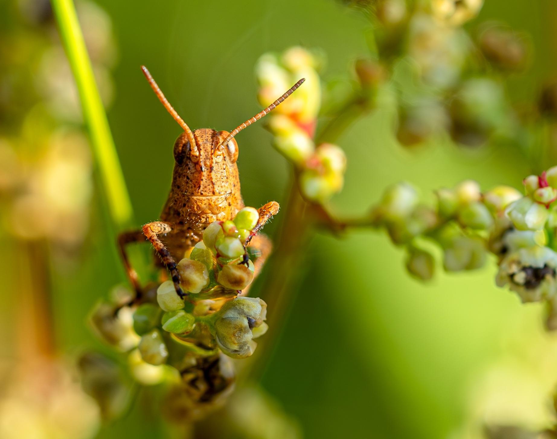 Insect macro | Scrolller
