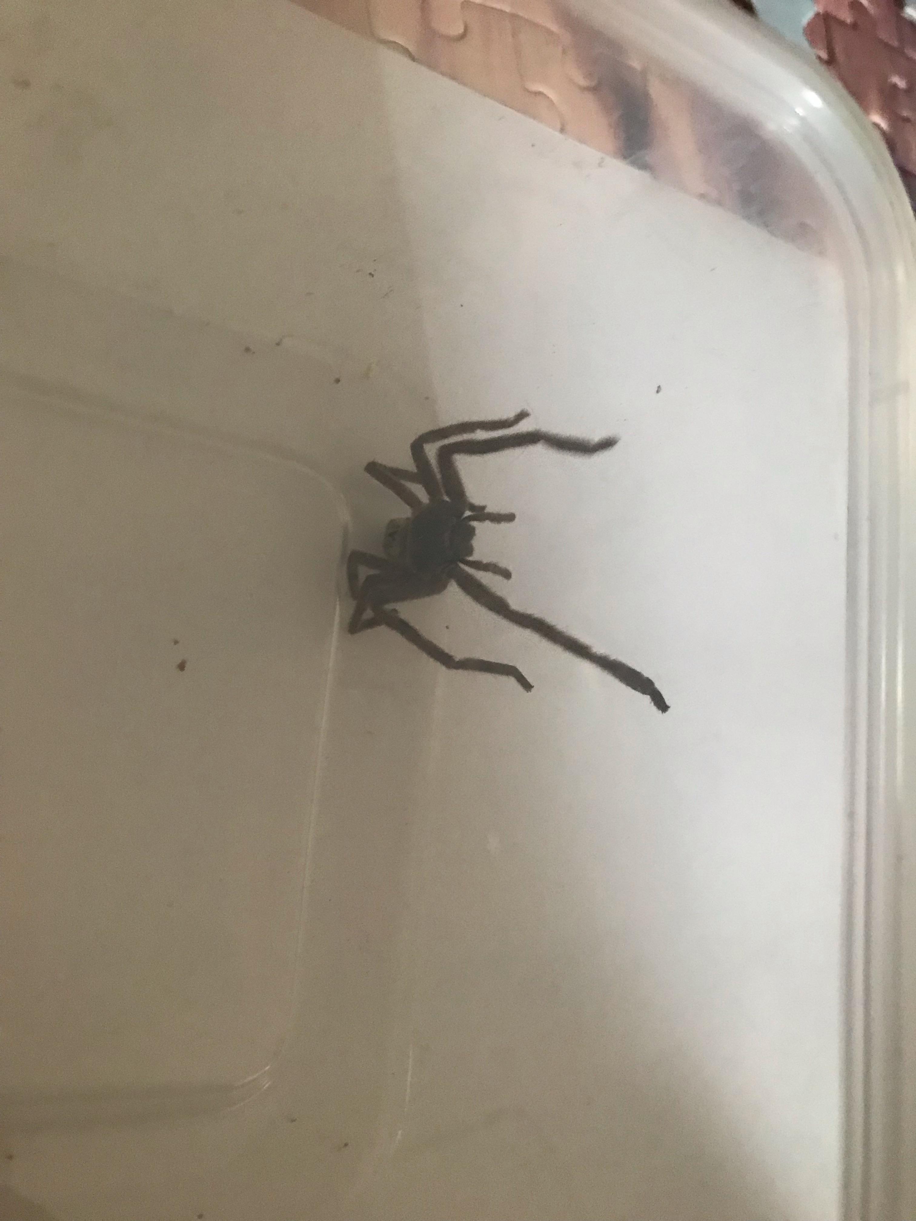 What is this spider? | Scrolller