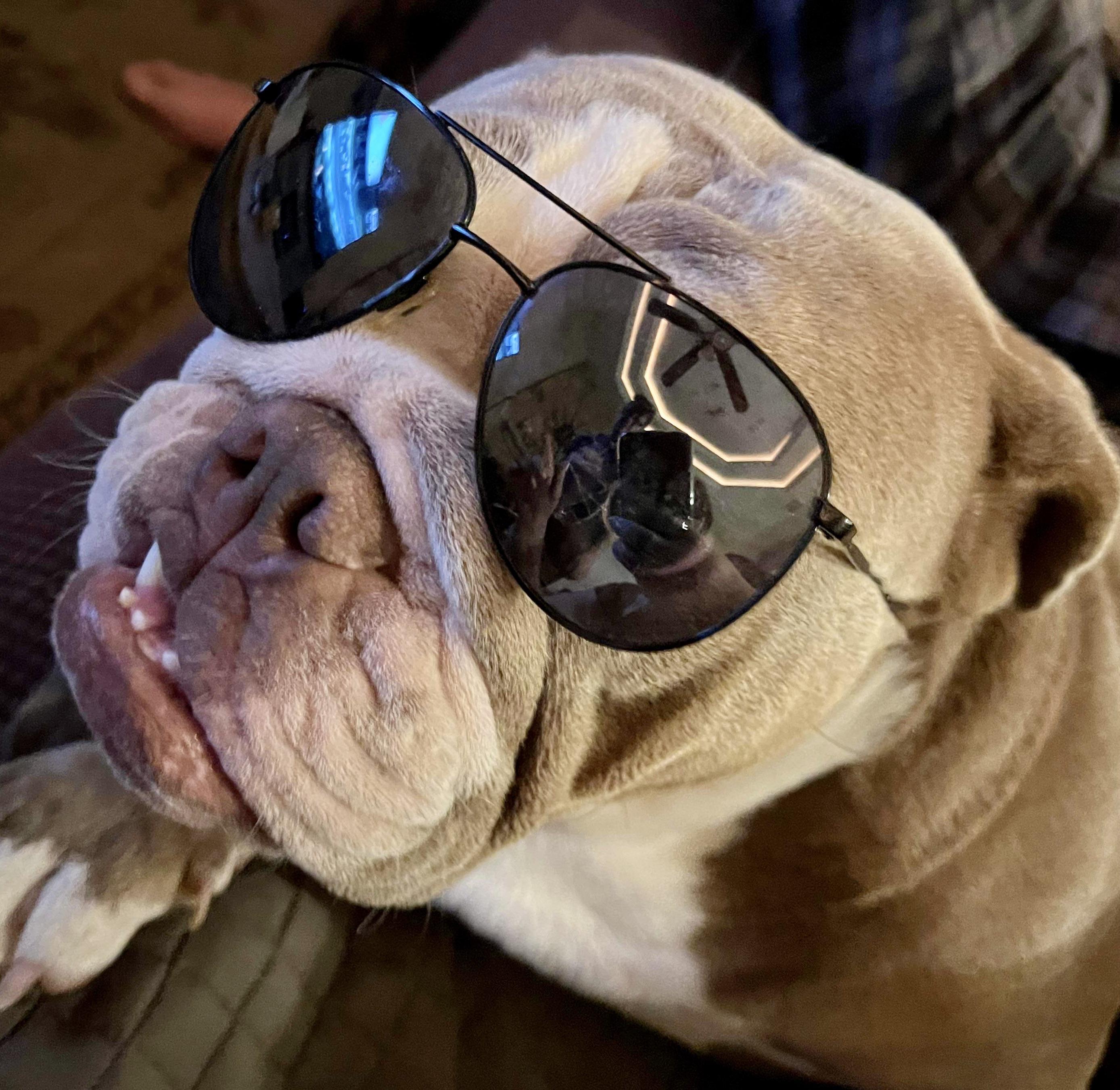 Talk to me Goose | Scrolller