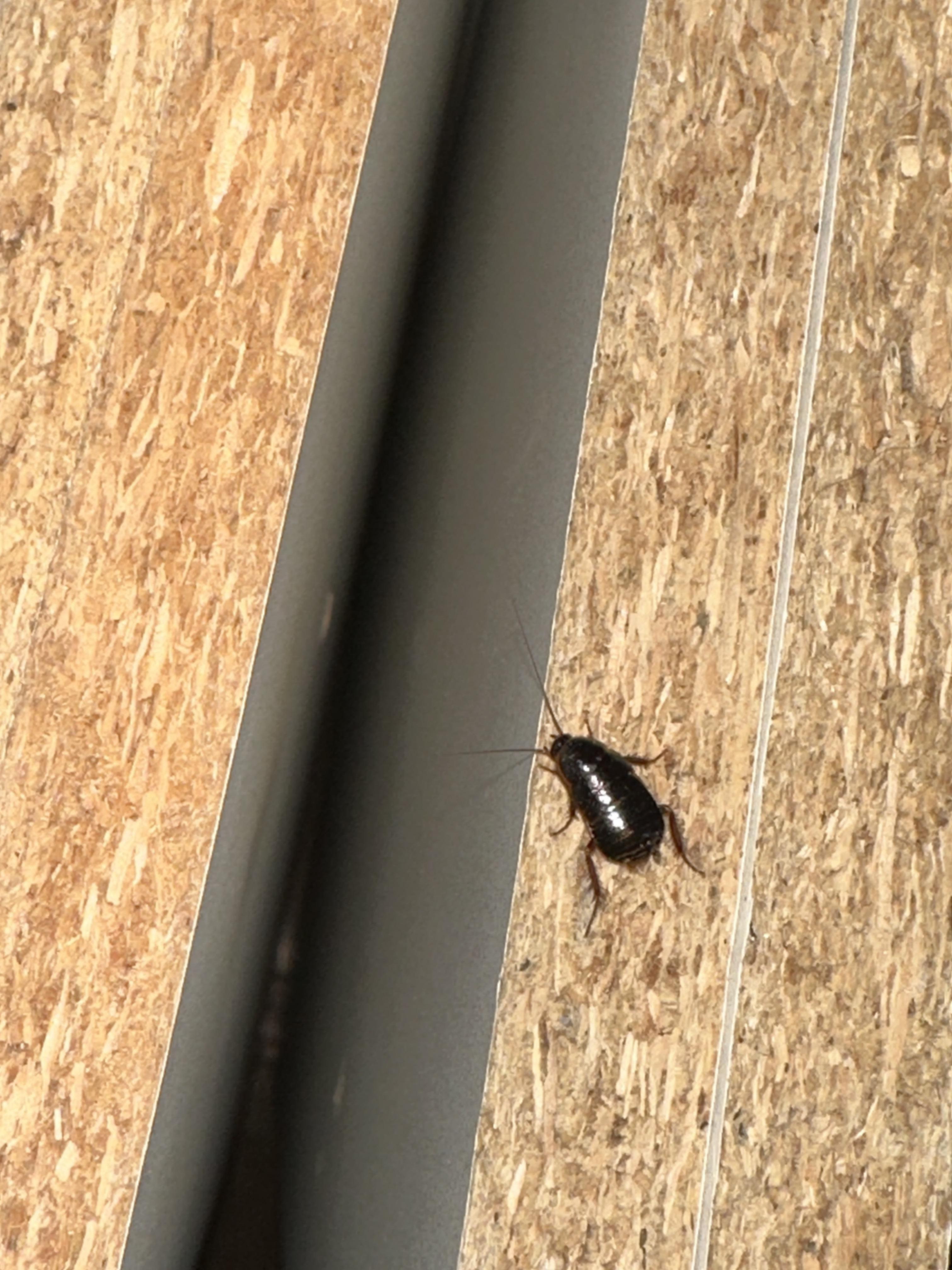 Is this a cockroach | Scrolller