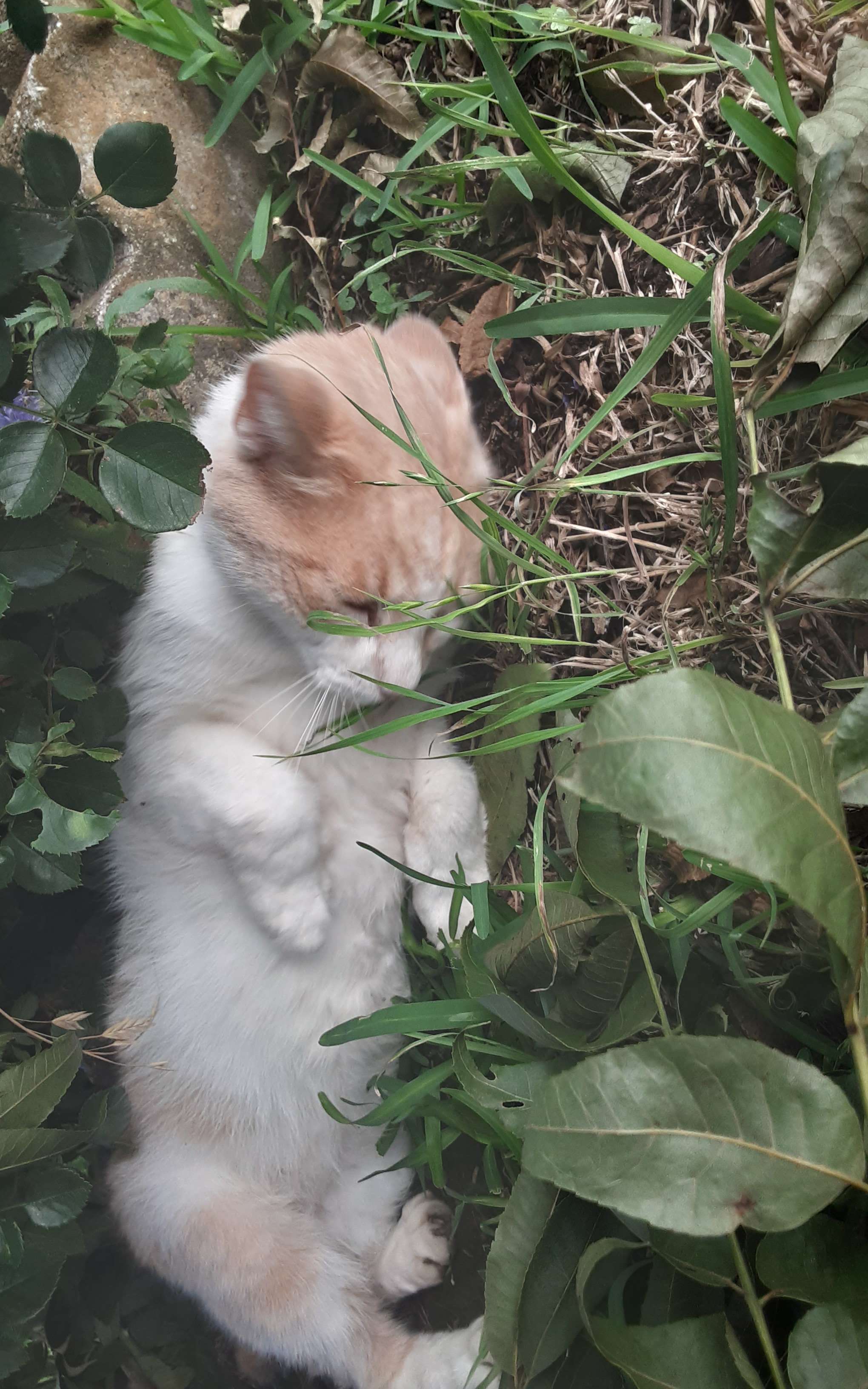 Meet cotton. she loves pets and literally meows at you to give more | Scrolller