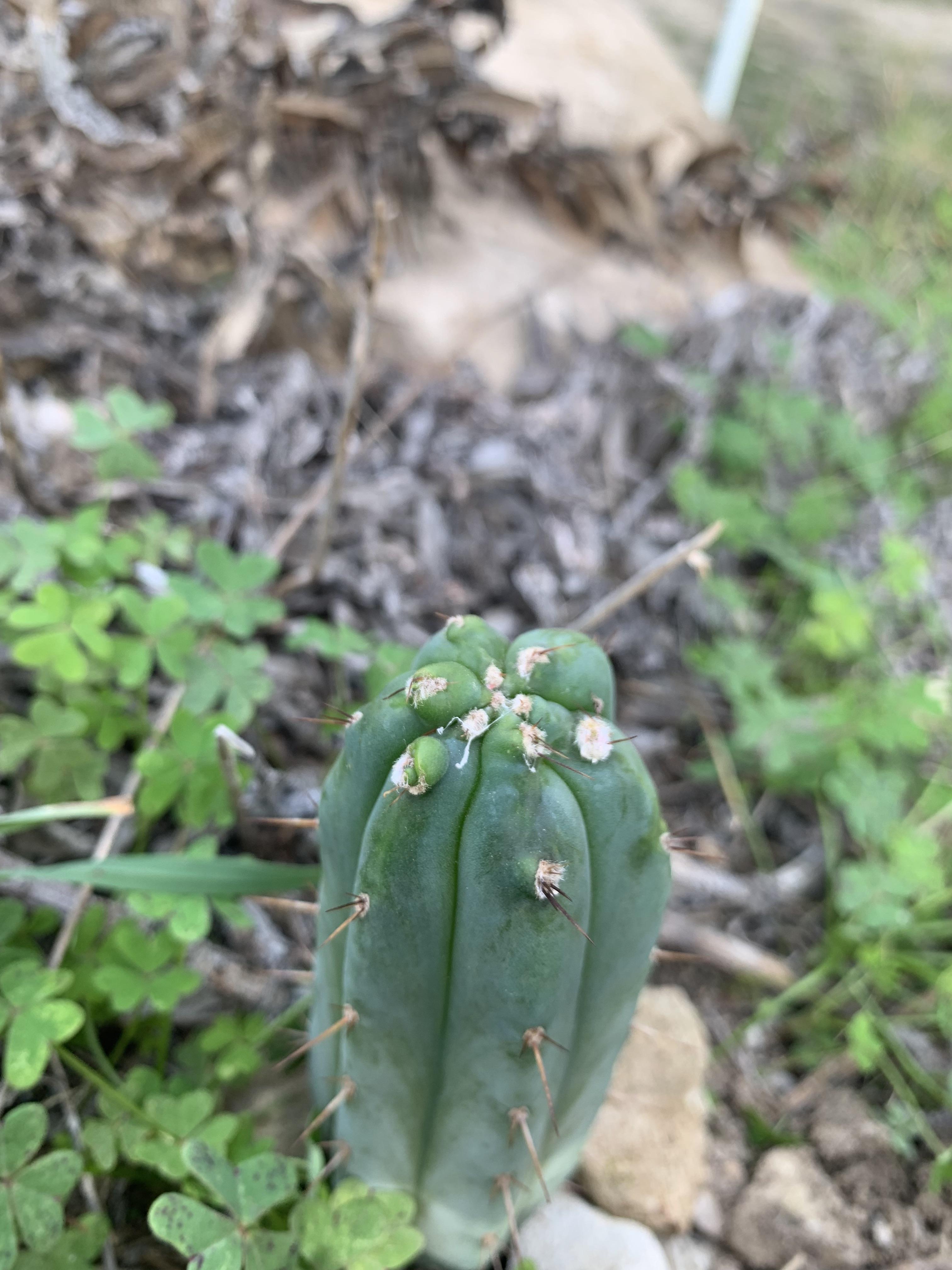 Is this witches bloom? | Scrolller