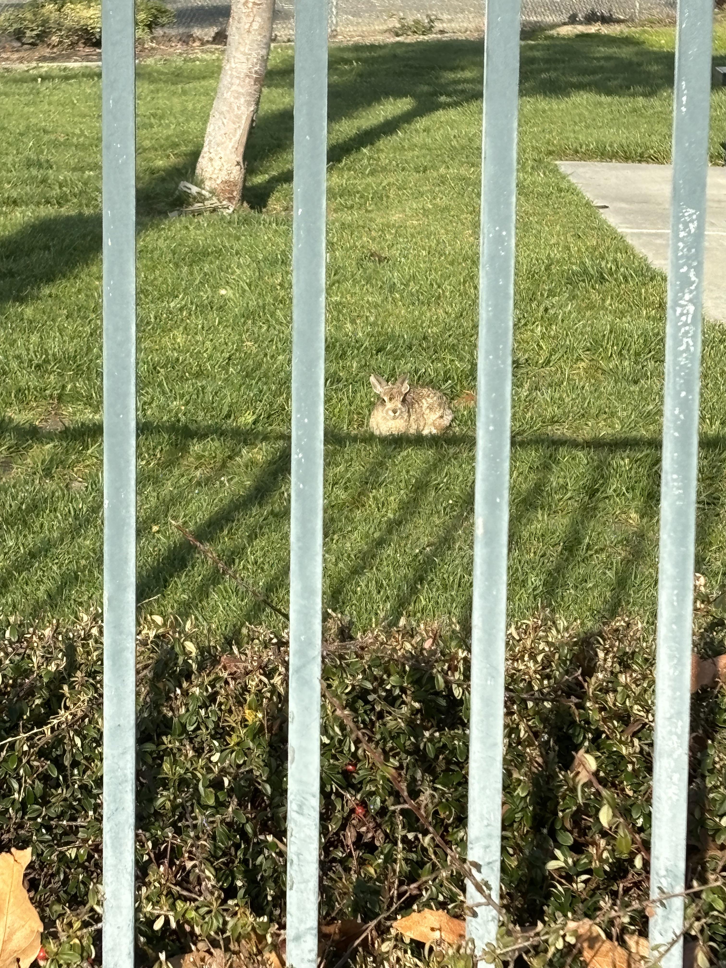 Discover more like Rabbits: Pics of wild bun and Related Content | Scrolller