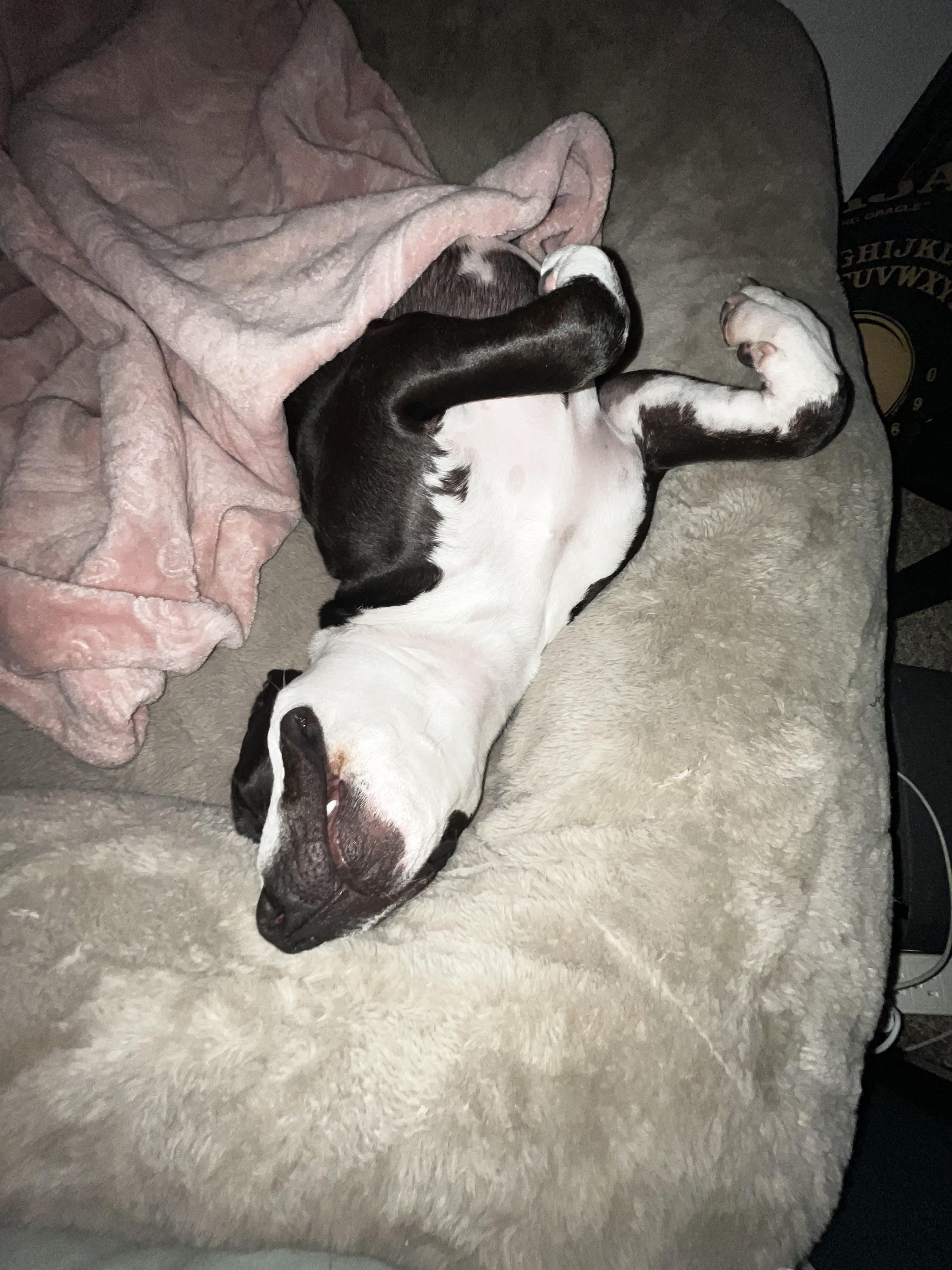 Sleeping Shenanigans | Scrolller