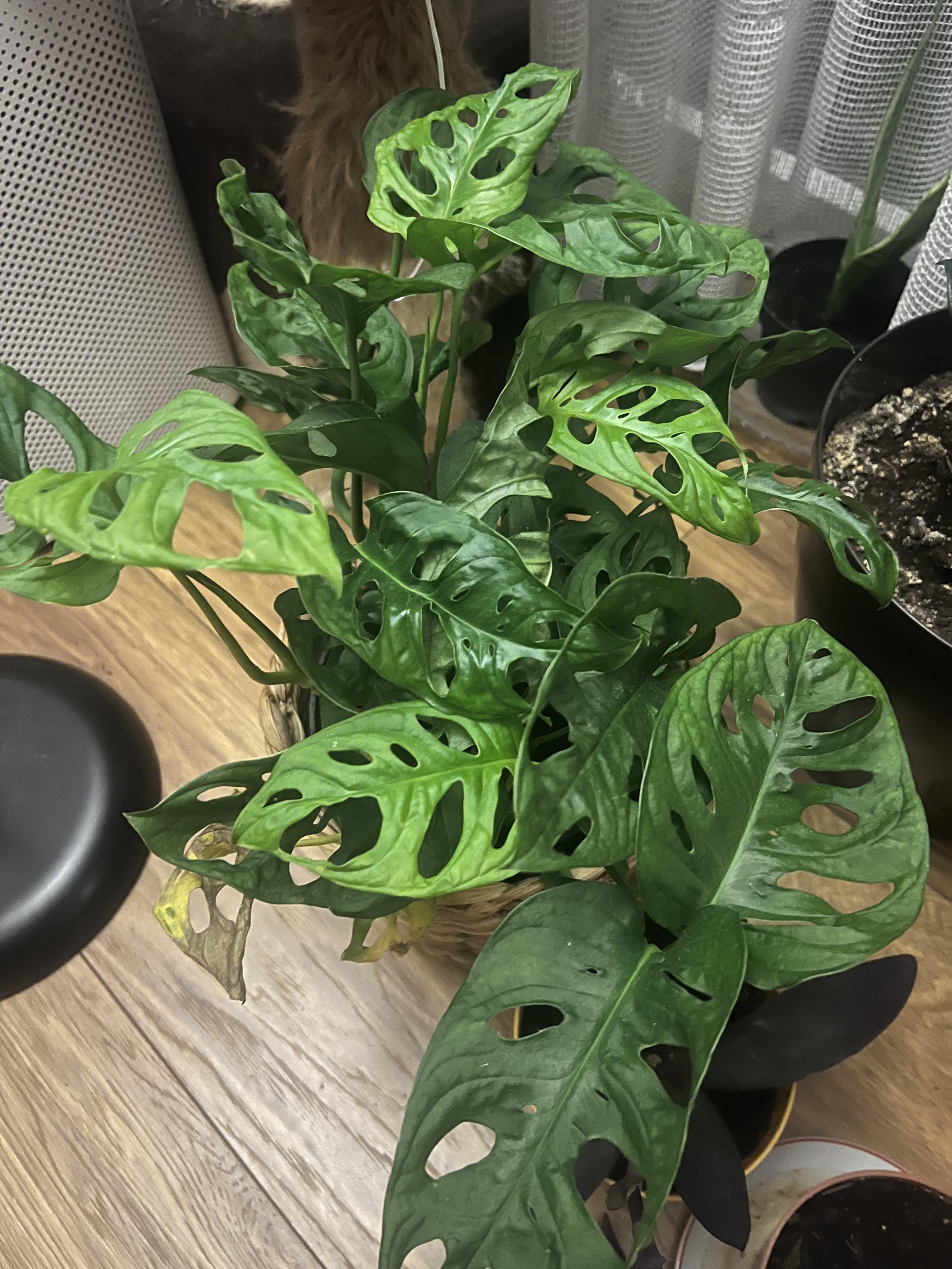 What is wrong with my monstera adansonii | Scrolller