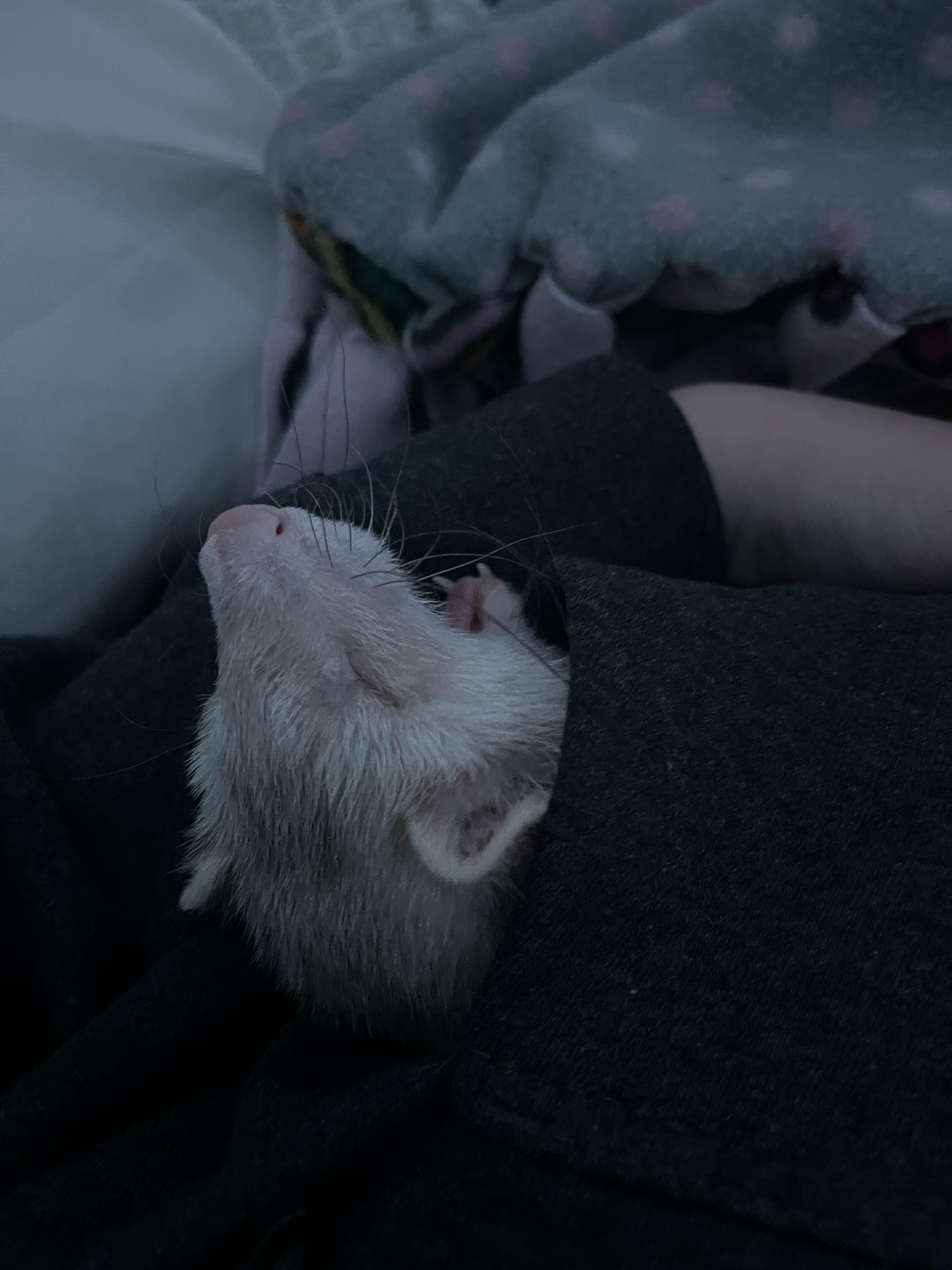 New discovery: hoodie pockets | Scrolller