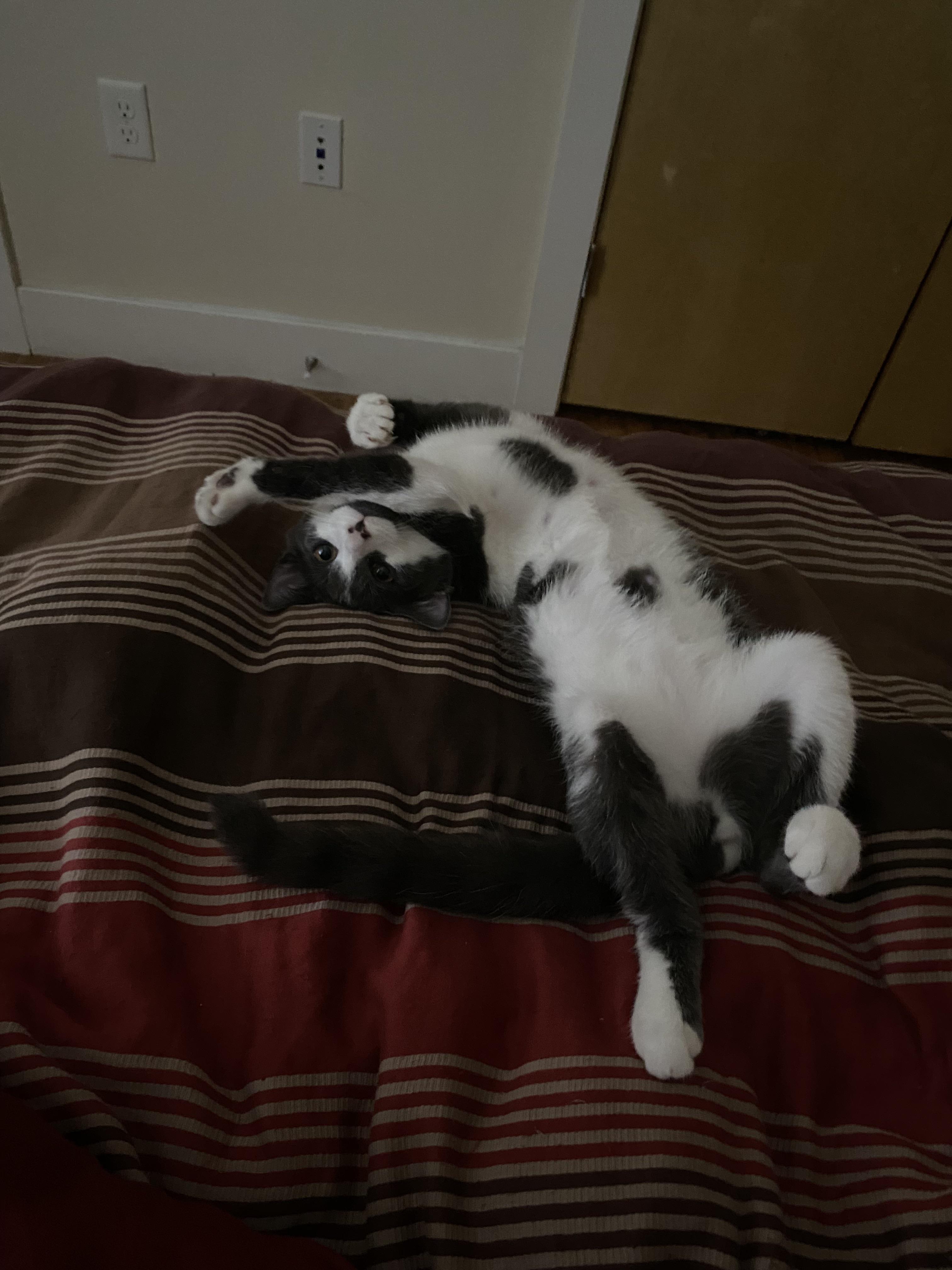 Lil Momo, He's 4 months old and a couple weeks old but is already like 6-7 pounds & the vet said ...