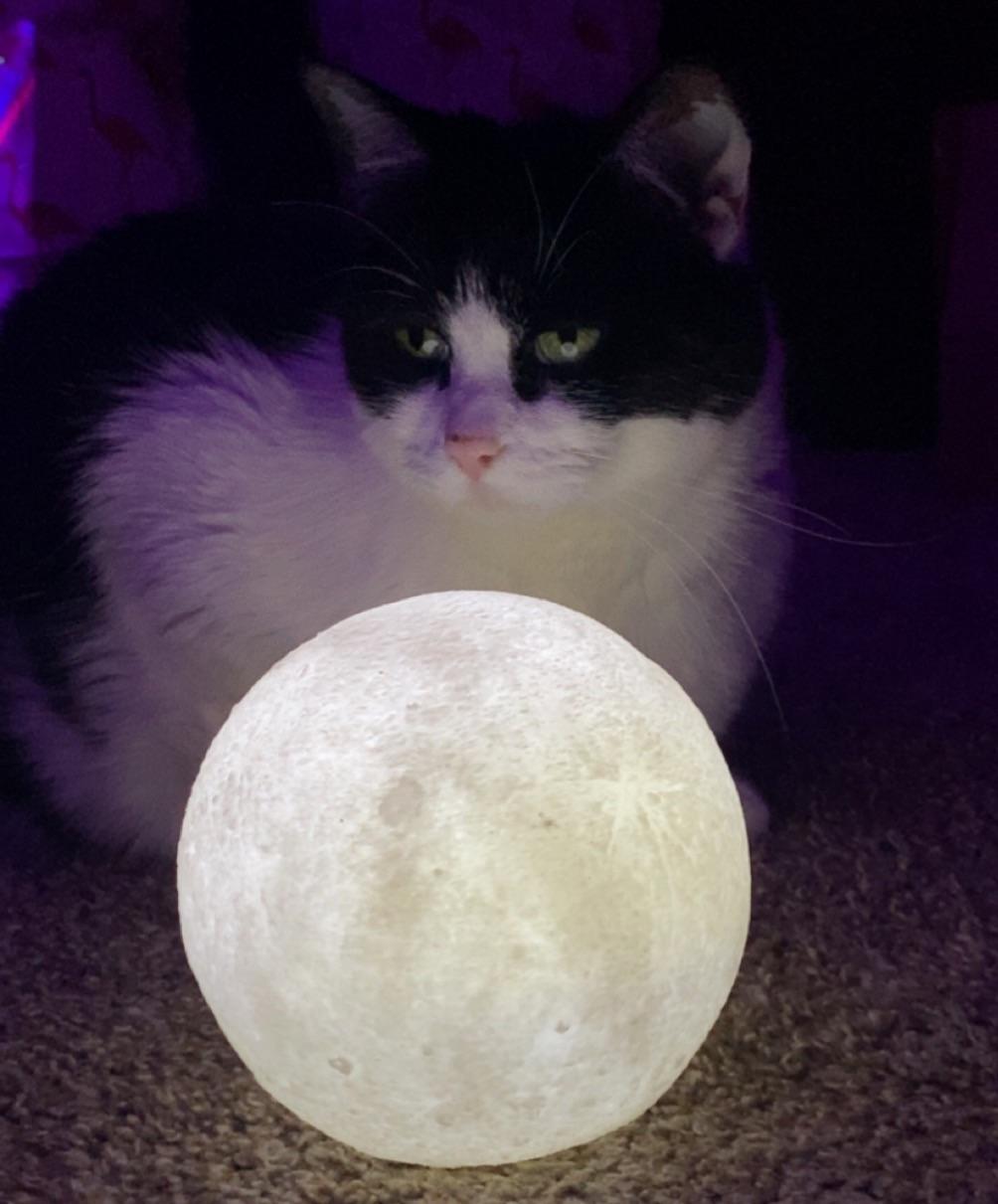 Meet Milo, he is a senior kitty | Scrolller