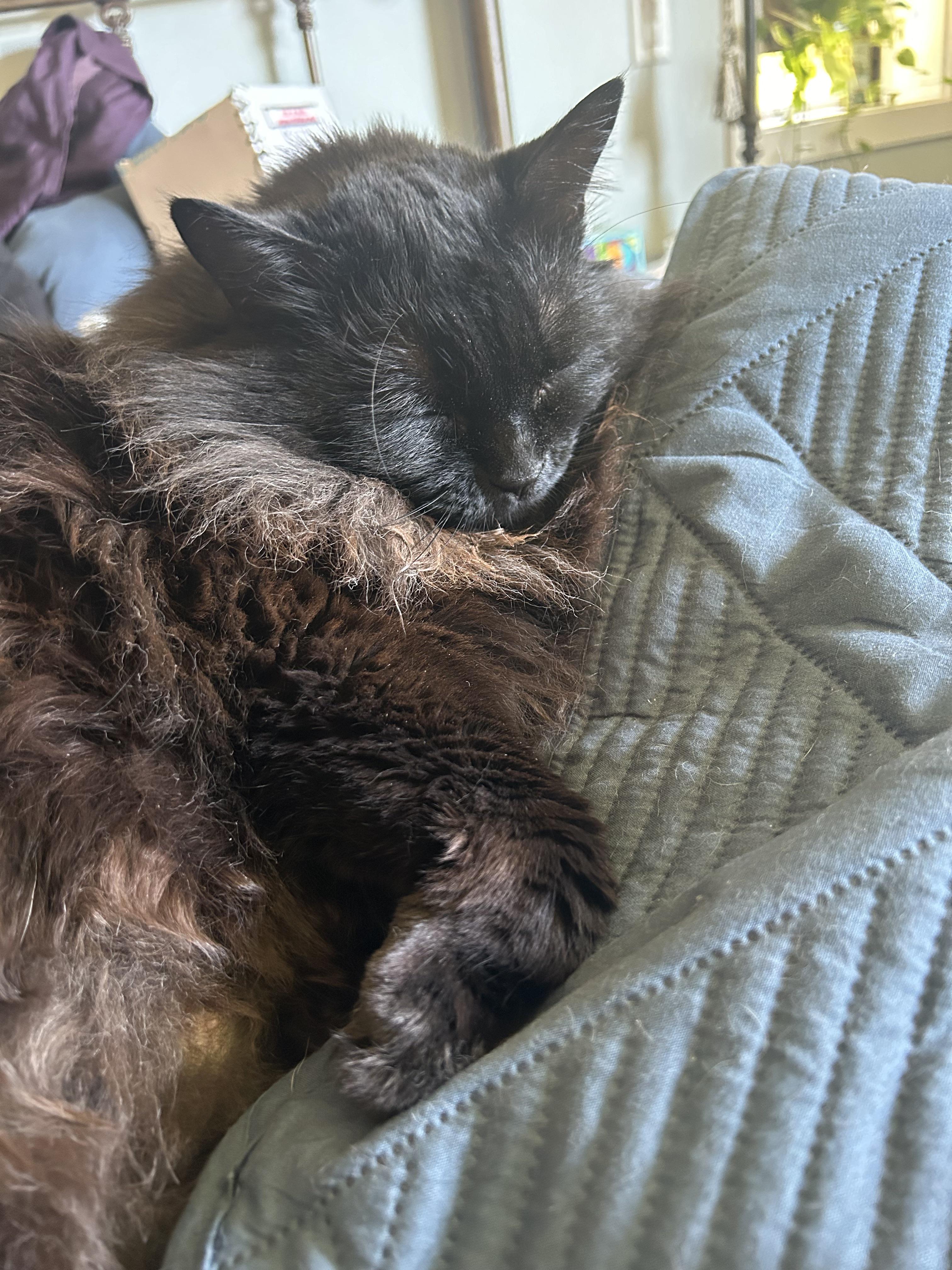 The Floof is Eepy | Scrolller