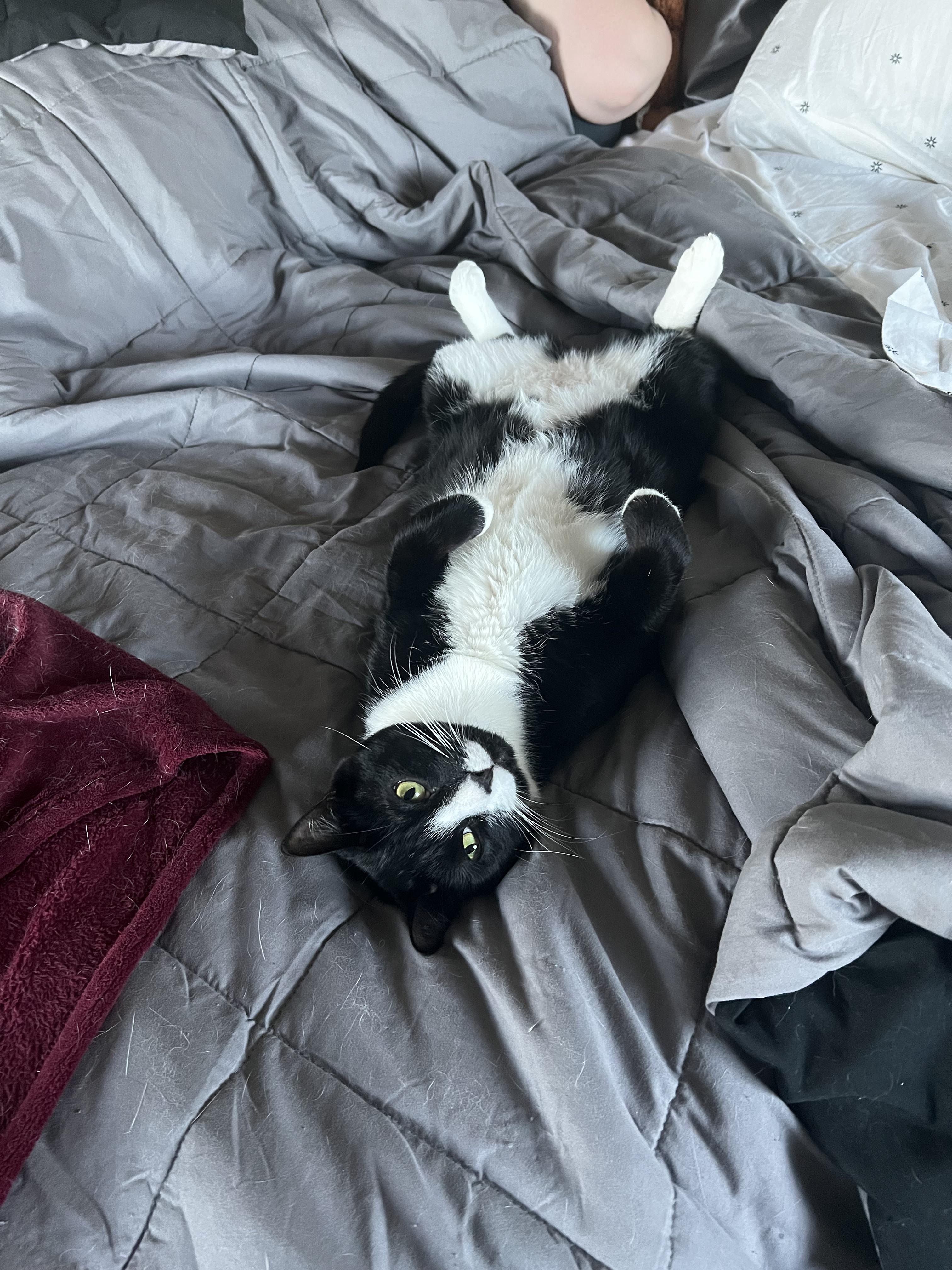 Discover more like Catbellies: Belly out relaxing everyday. and Related Content | Scrolller