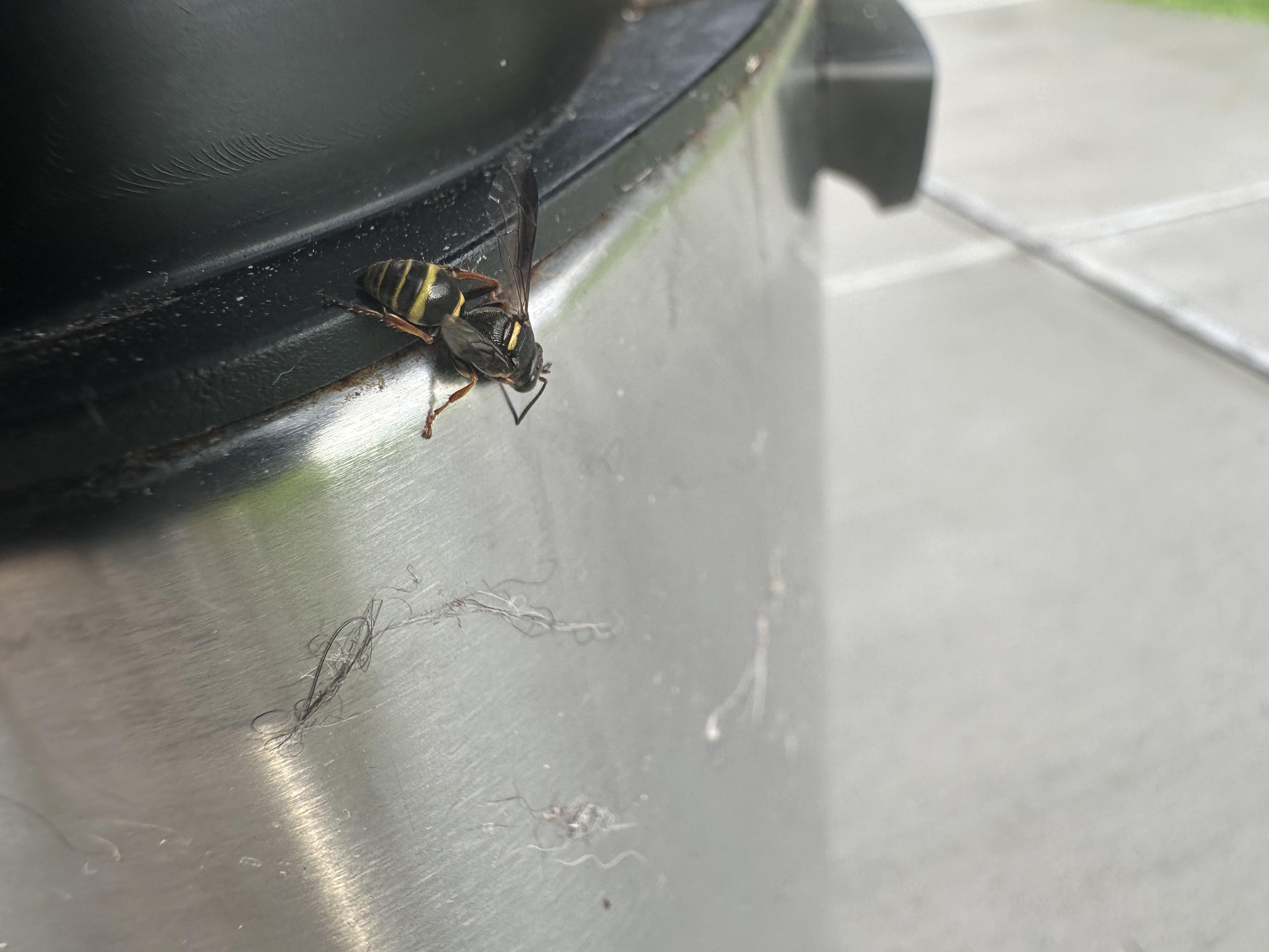 What is this insect? | Scrolller